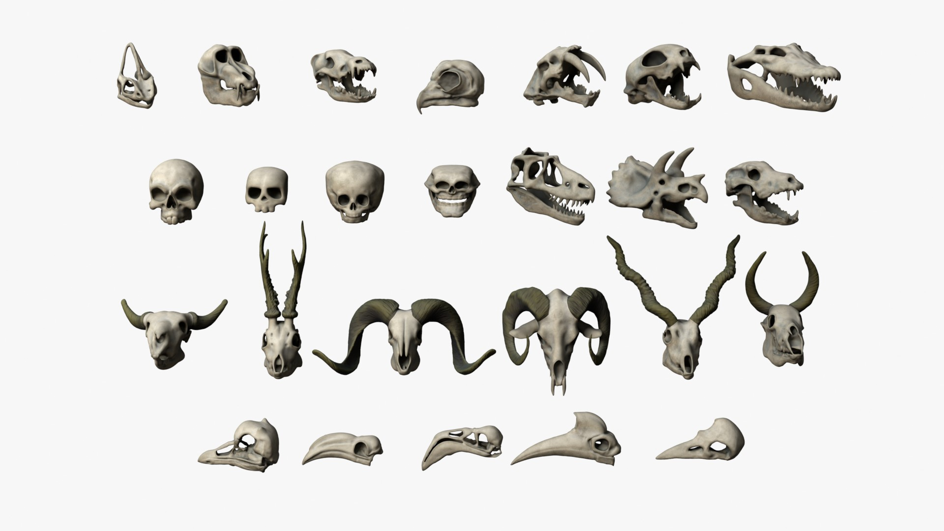 Skull Assets 3D - TurboSquid 2467270