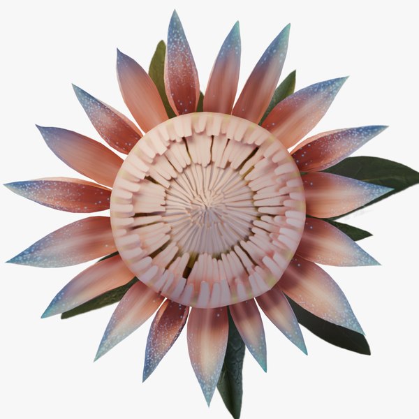 modelo 3d Flor Low Poly PBR Protea - TurboSquid 2220283