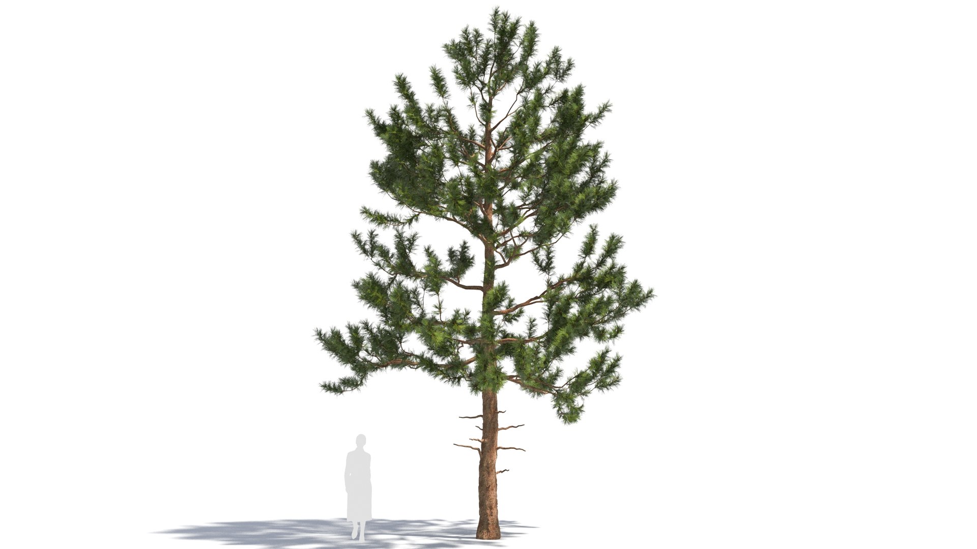 3D Pinus Tree Model - TurboSquid 2057845
