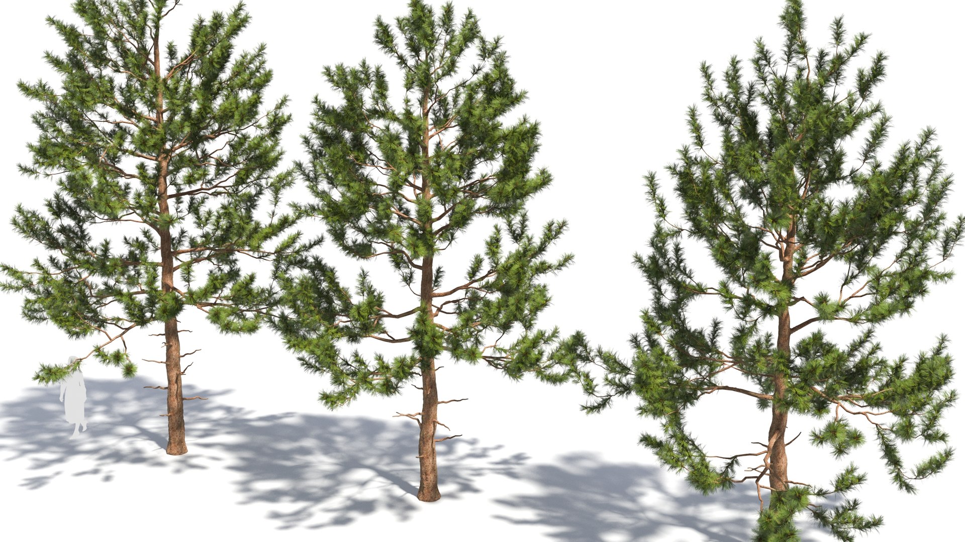 3D Pinus Tree Model - TurboSquid 2057845