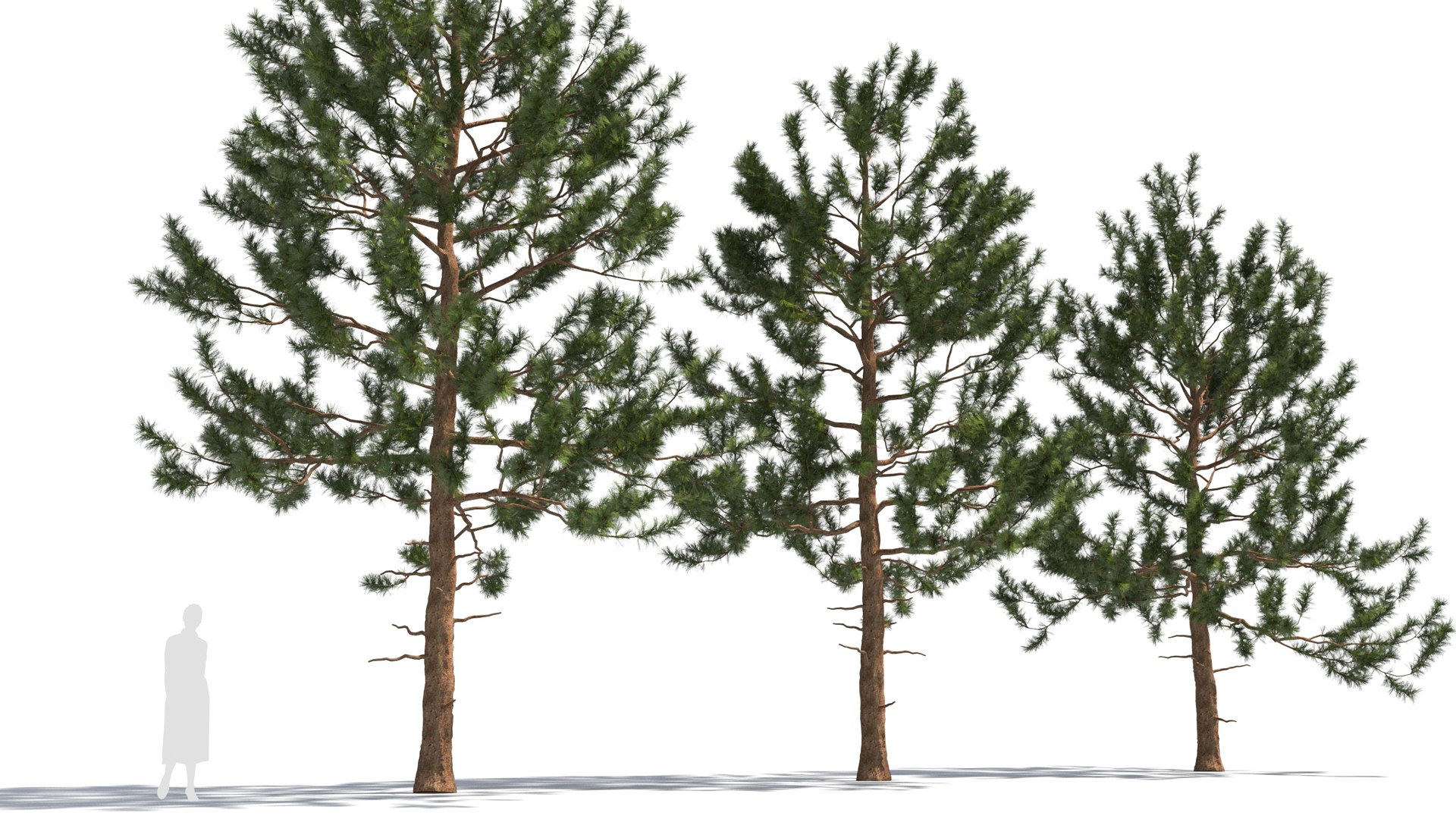 3D Pinus Tree Model - TurboSquid 2057845