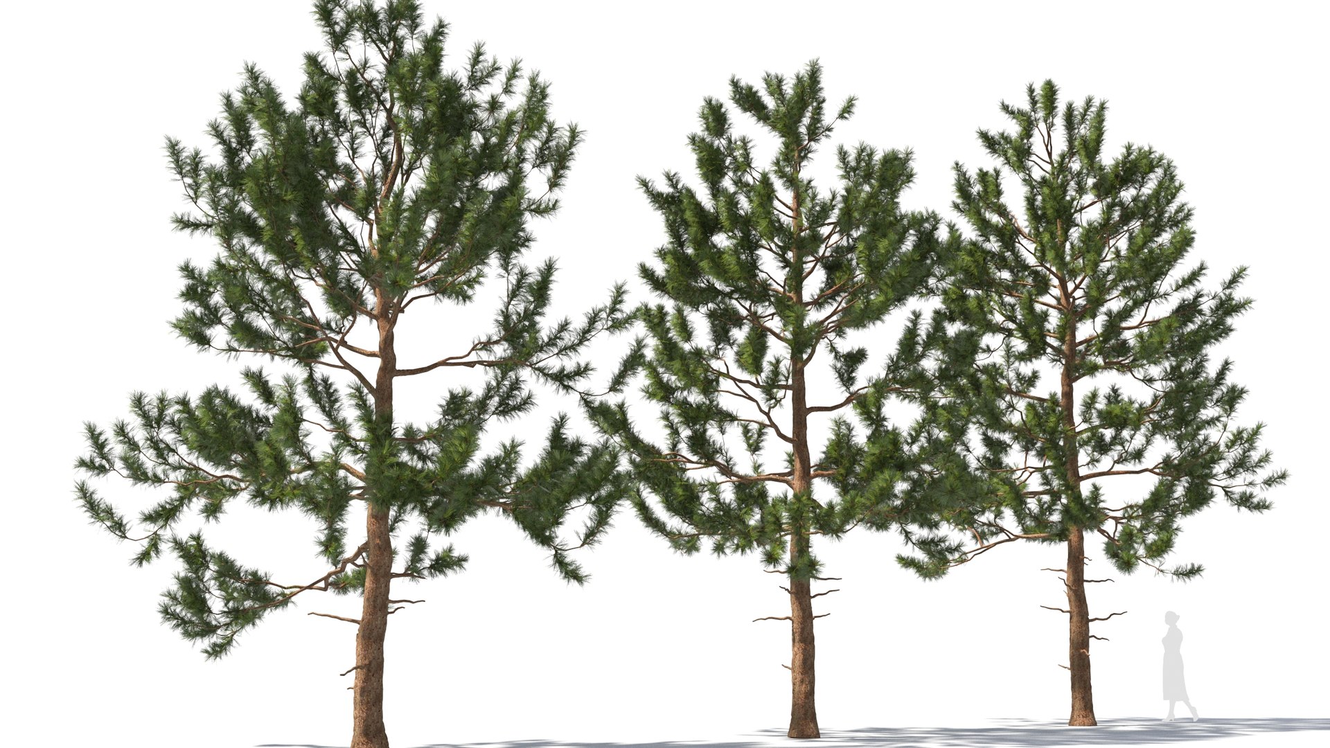 3D Pinus Tree Model - TurboSquid 2057845