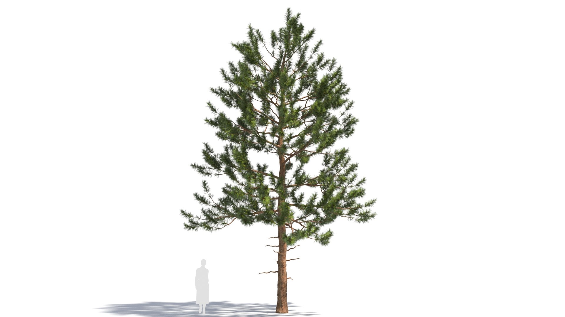 3D Pinus Tree Model - TurboSquid 2057845