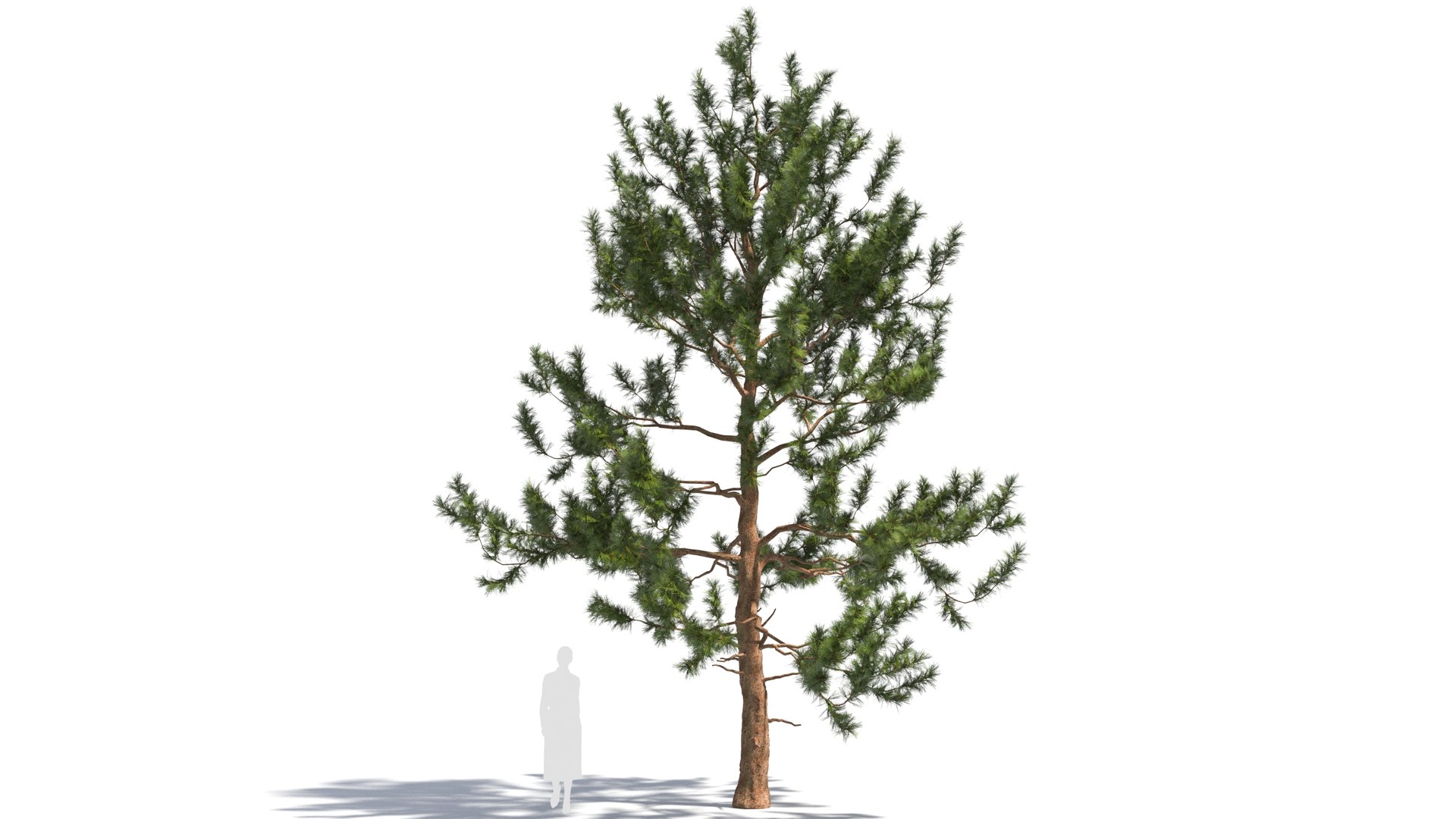 3D Pinus Tree Model - TurboSquid 2057845