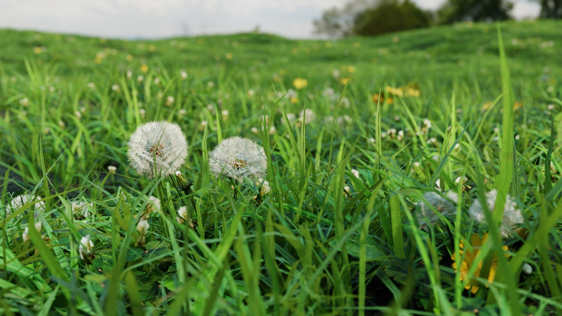 Dandelion 3d Model Asset Pack 3D Model - TurboSquid 2407282