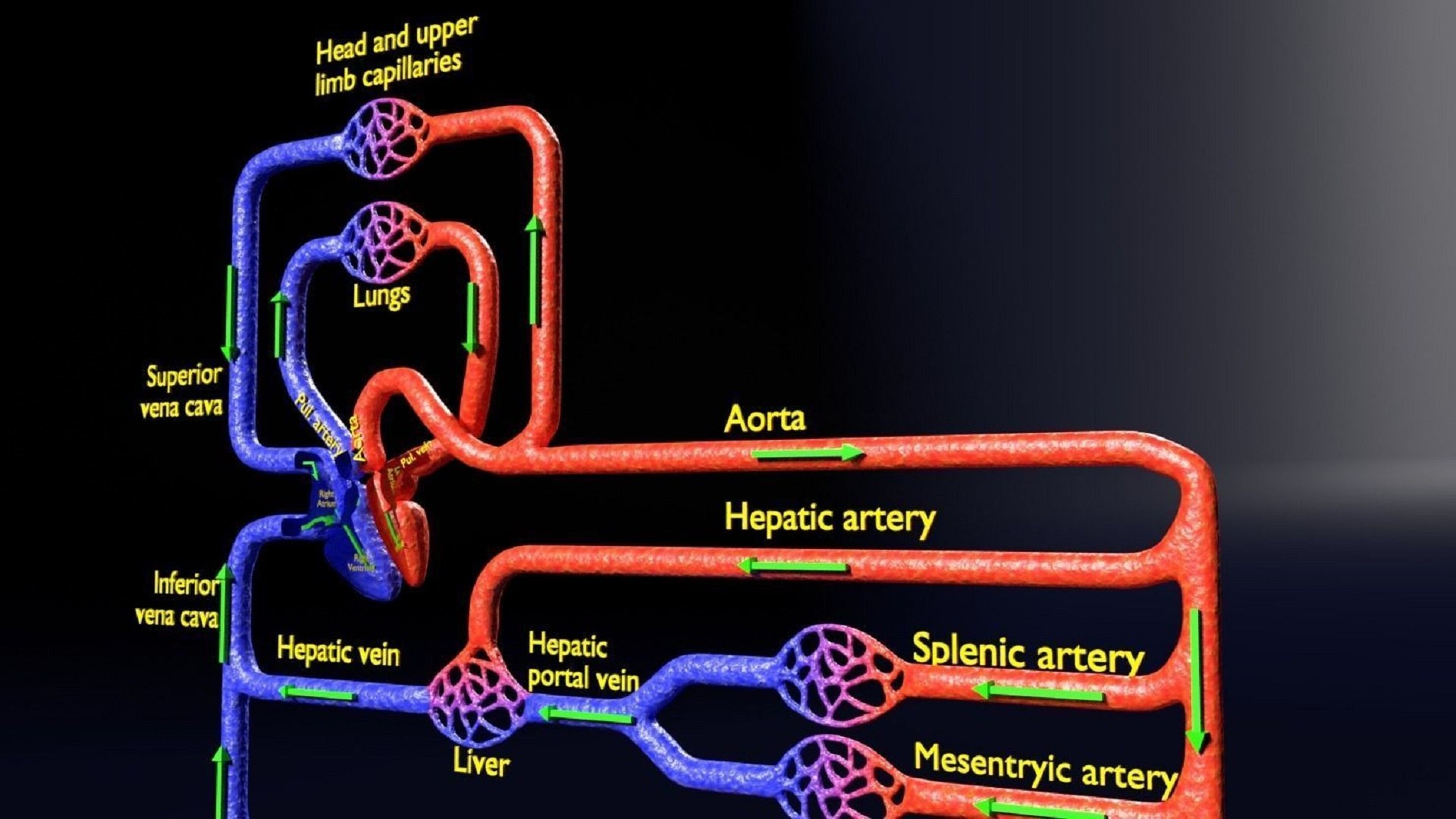 Blood Flow 3D - TurboSquid 1631812