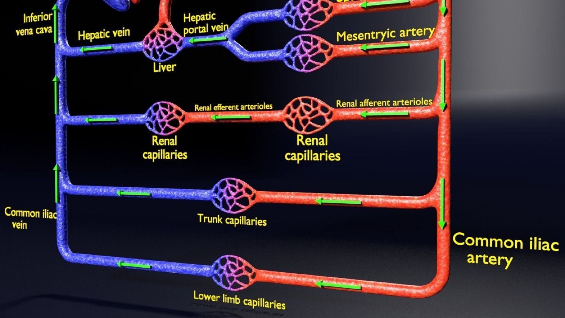 Blood Flow 3D - TurboSquid 1631812