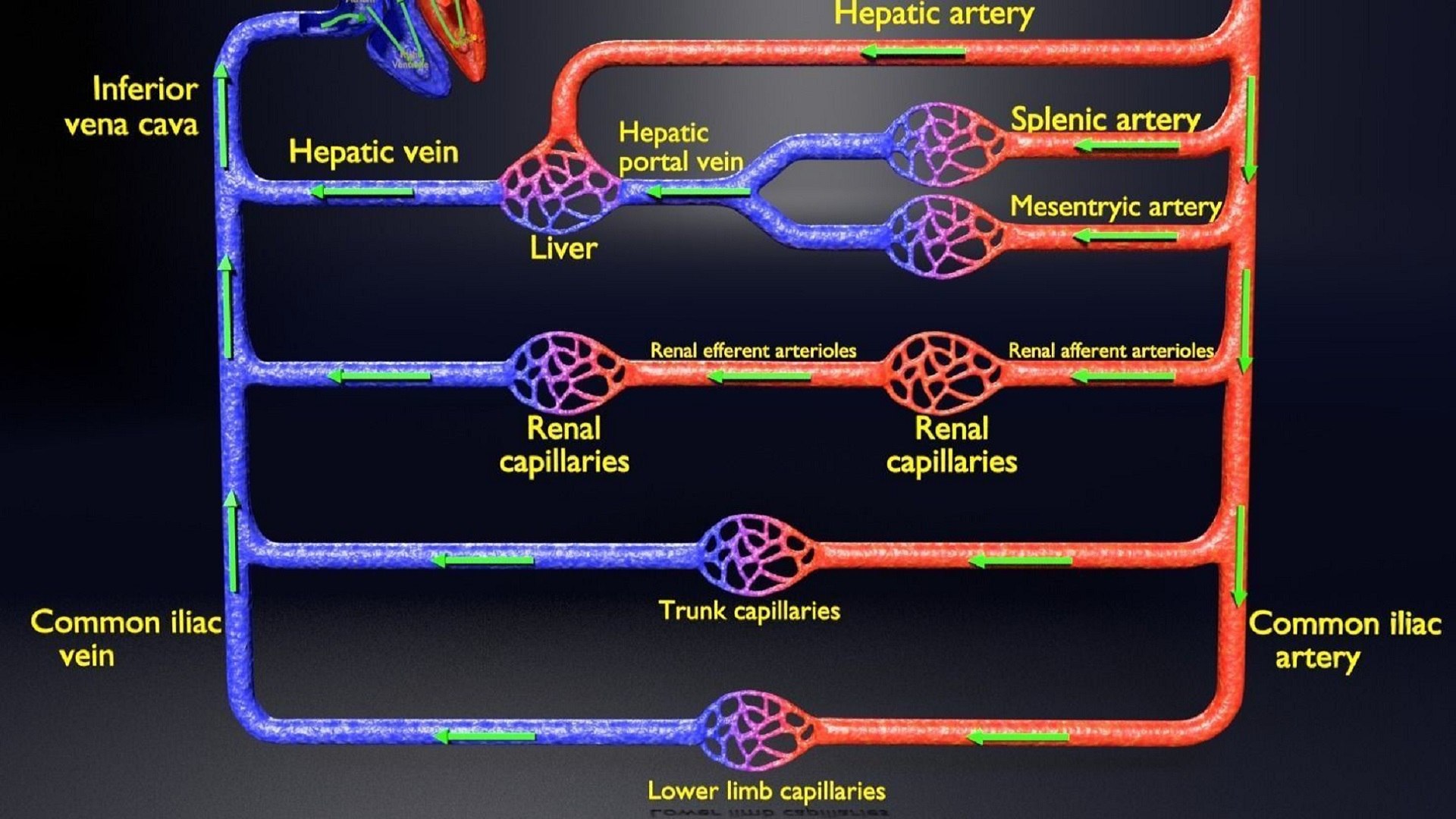 Blood Flow 3D - TurboSquid 1631812