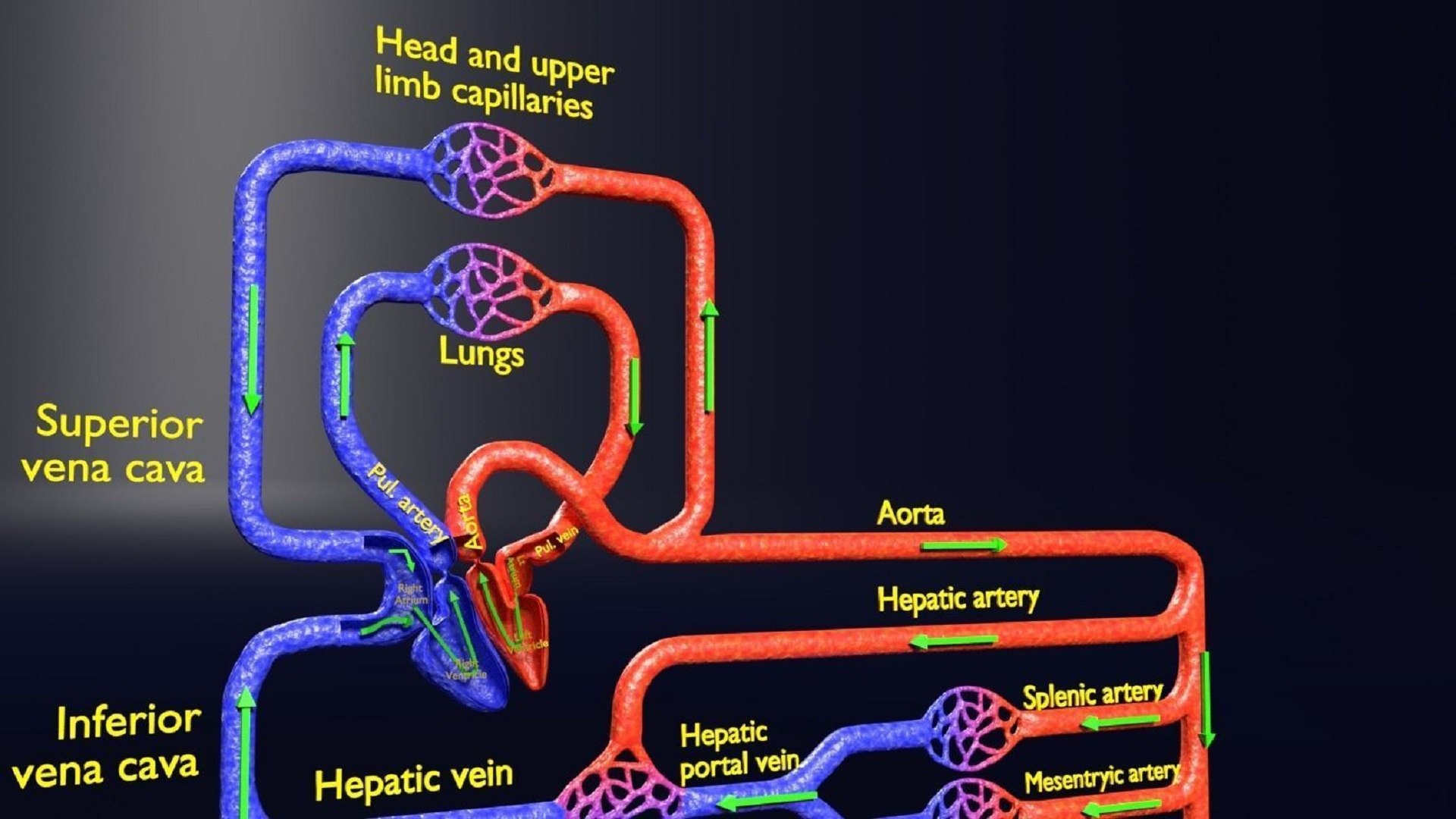 Blood Flow 3D - TurboSquid 1631812