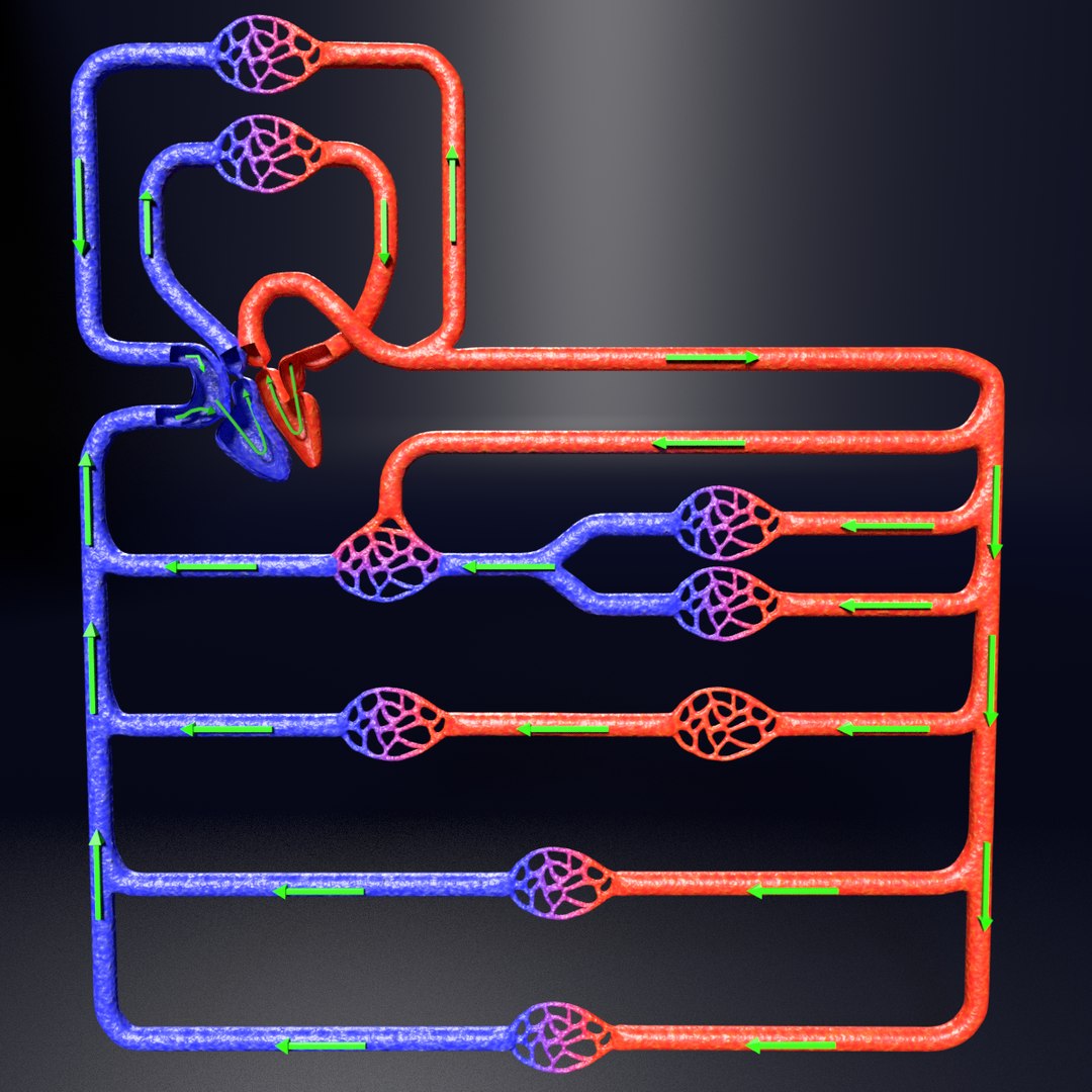 Blood flow 3D - TurboSquid 1631812