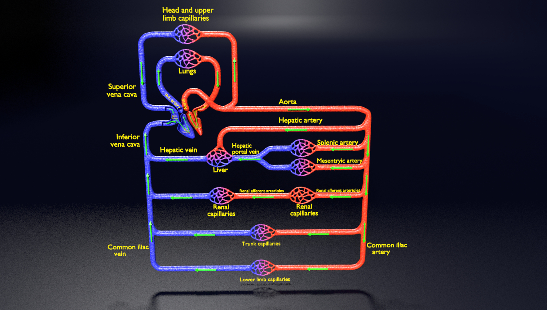 Blood Flow 3D - TurboSquid 1631812