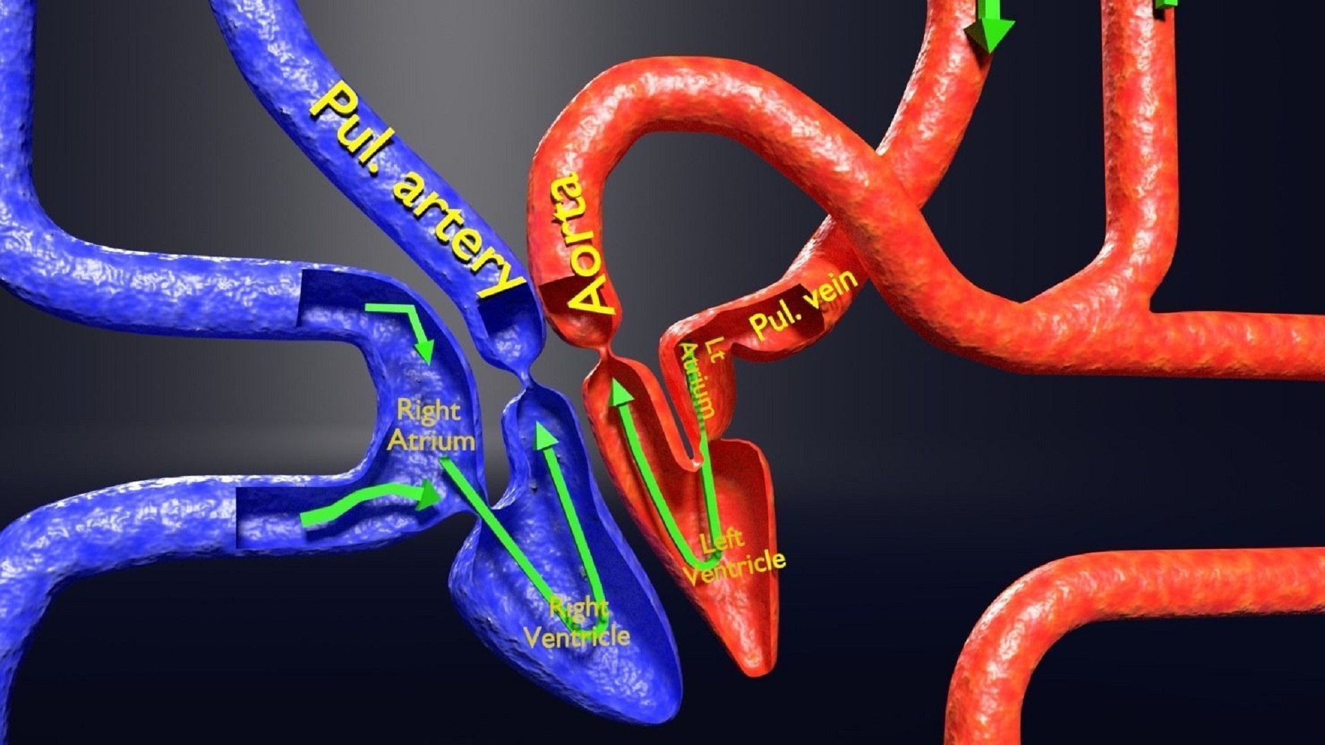 Blood Flow 3D - TurboSquid 1631812