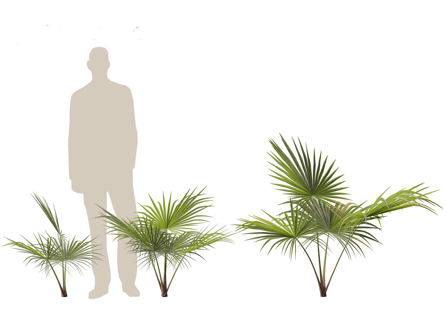 Chuniophoenix hainanensis - Hainan fan palm 03 3D model - TurboSquid ...