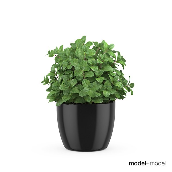 Mint 3D Models for Download | TurboSquid