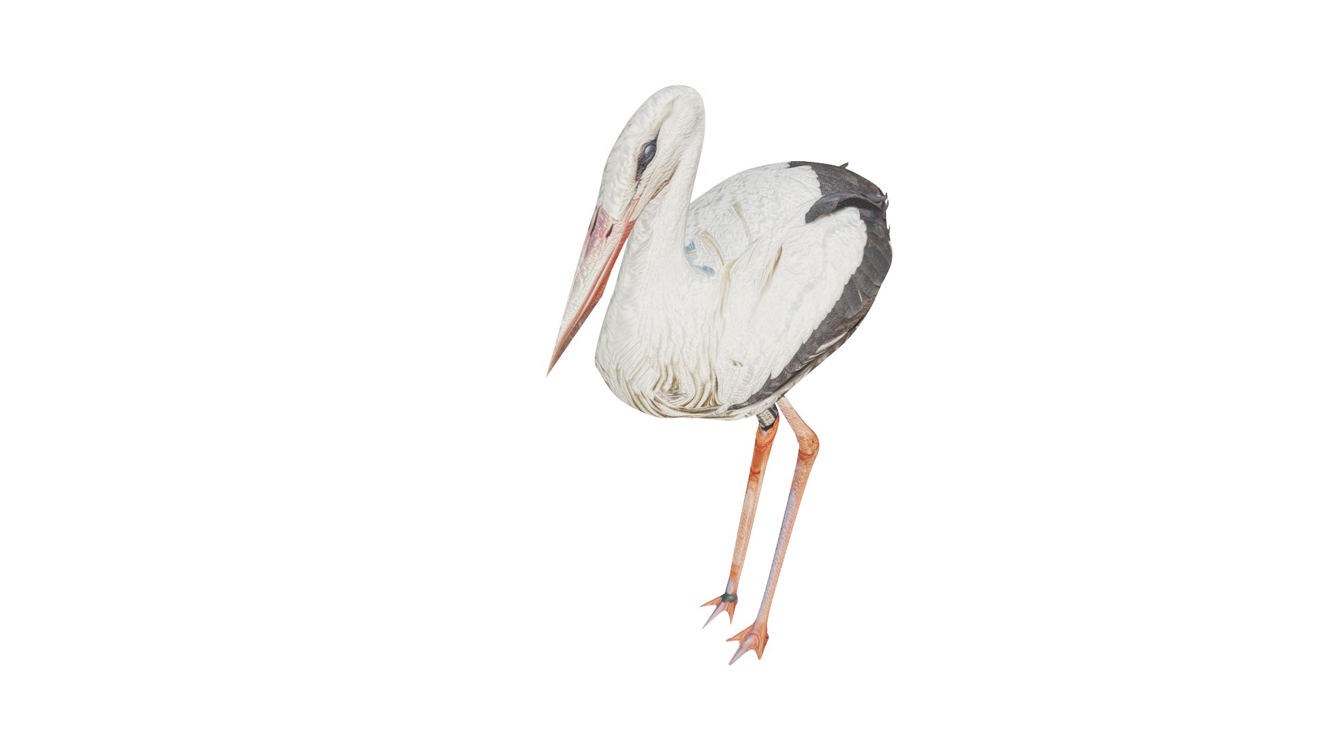 Gru Bird Animated 3D Model - TurboSquid 1817465