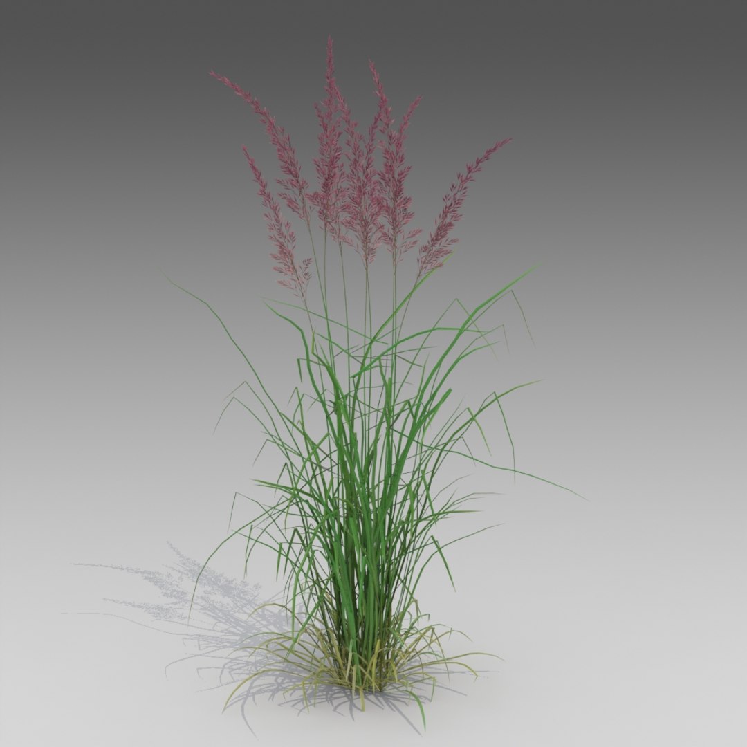 3d Model Feather Plant