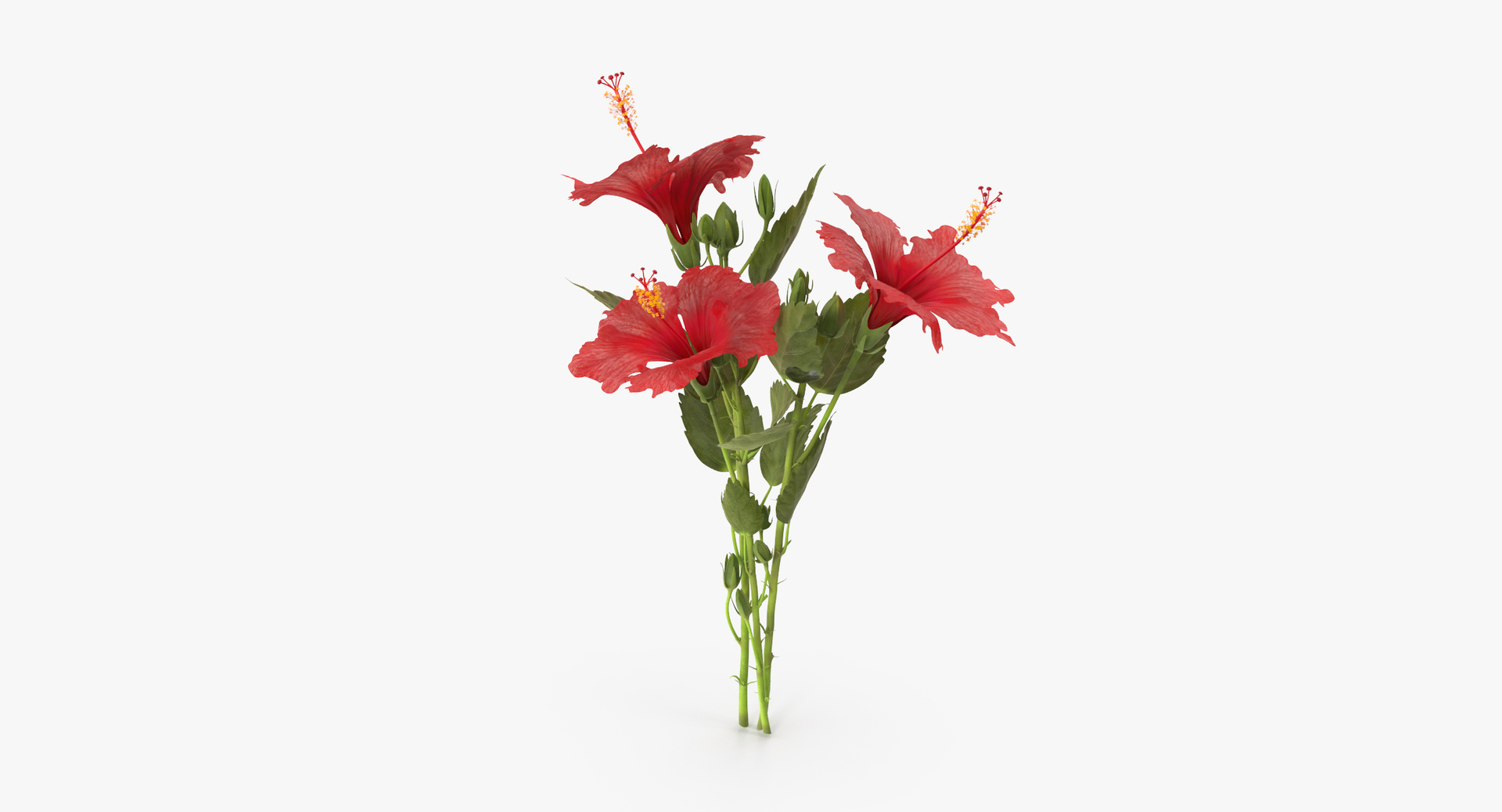 Hibiscus 3d Model