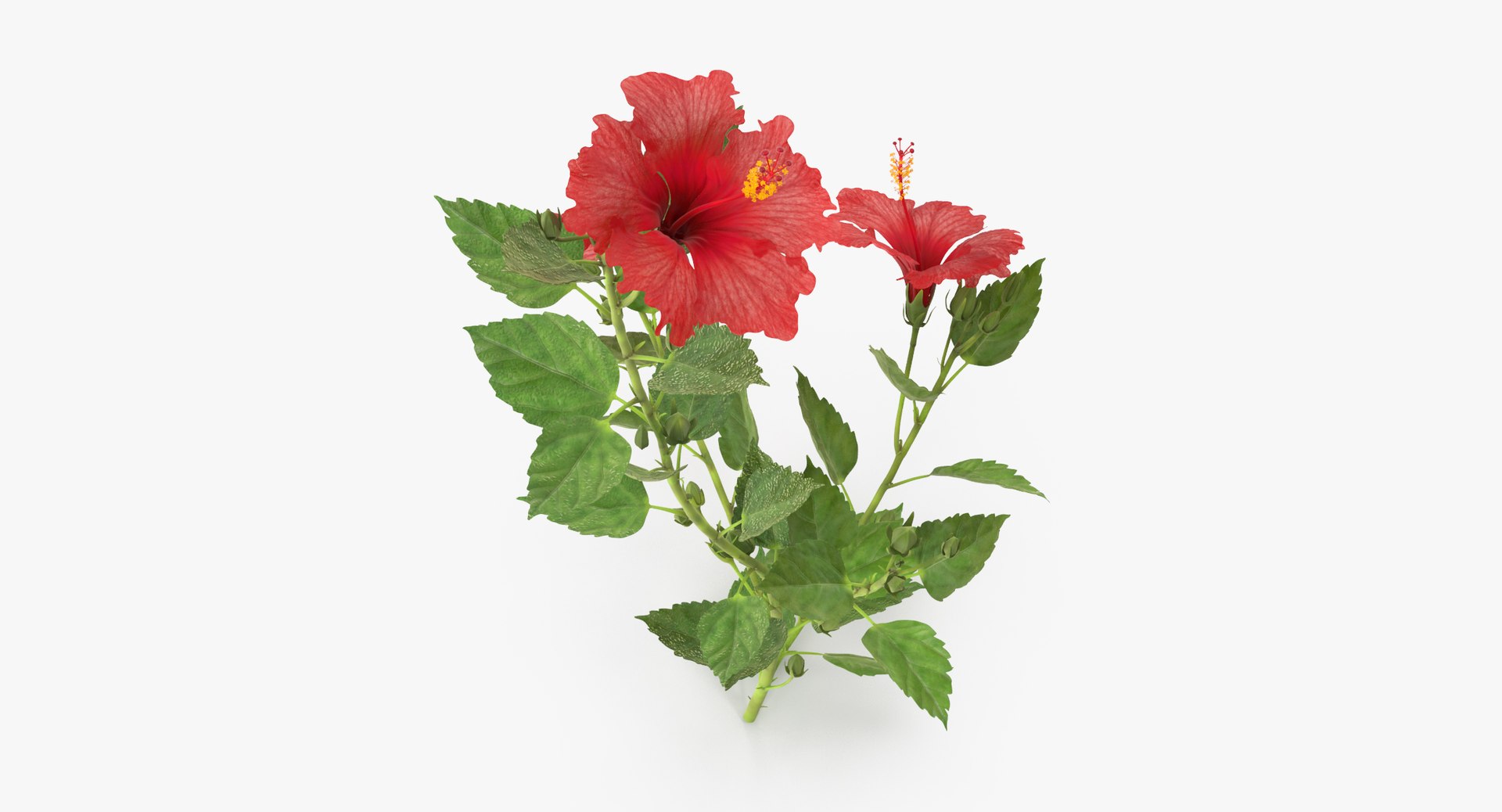 hibiscus 3d model