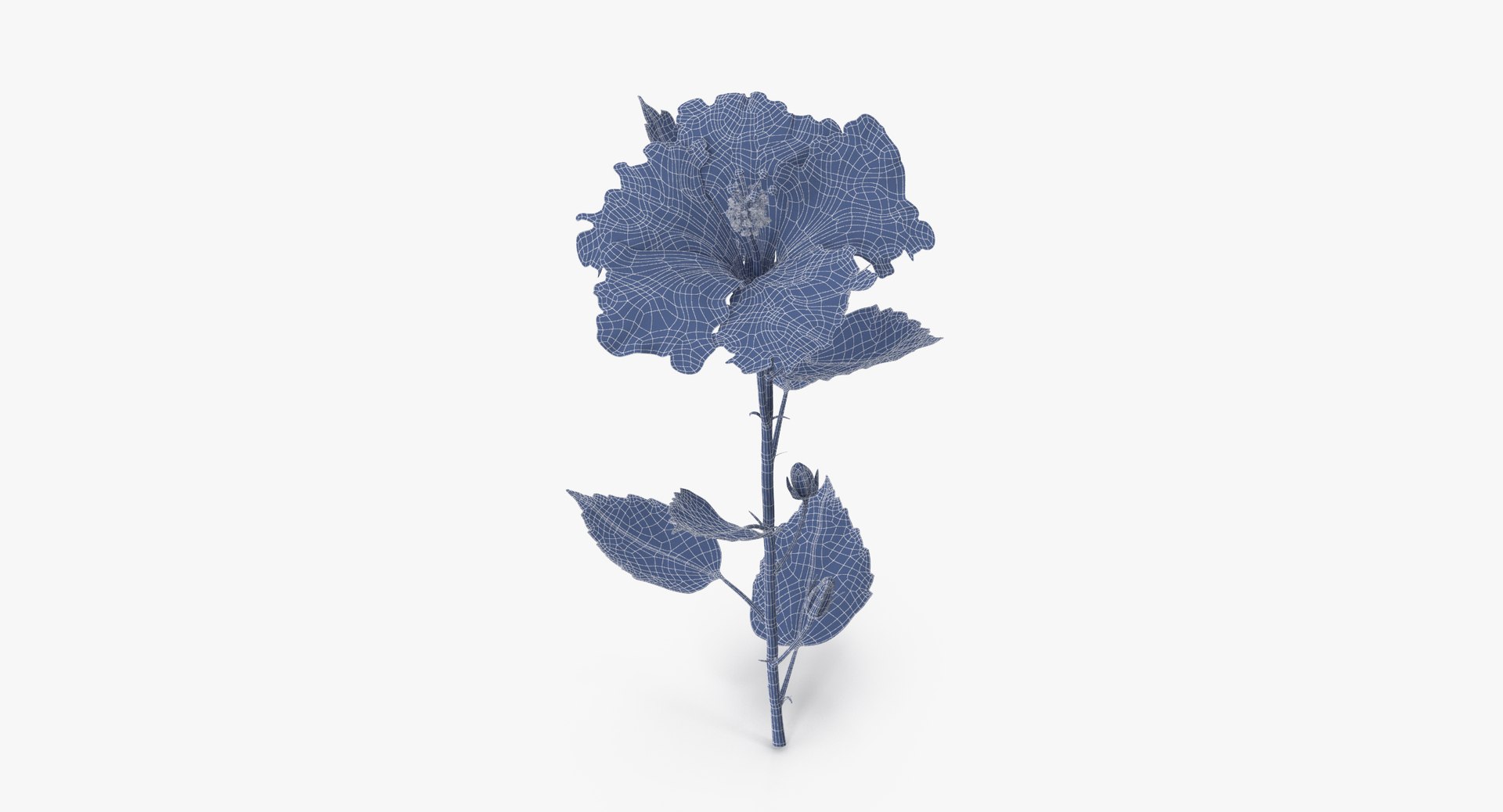 Hibiscus 3d Model