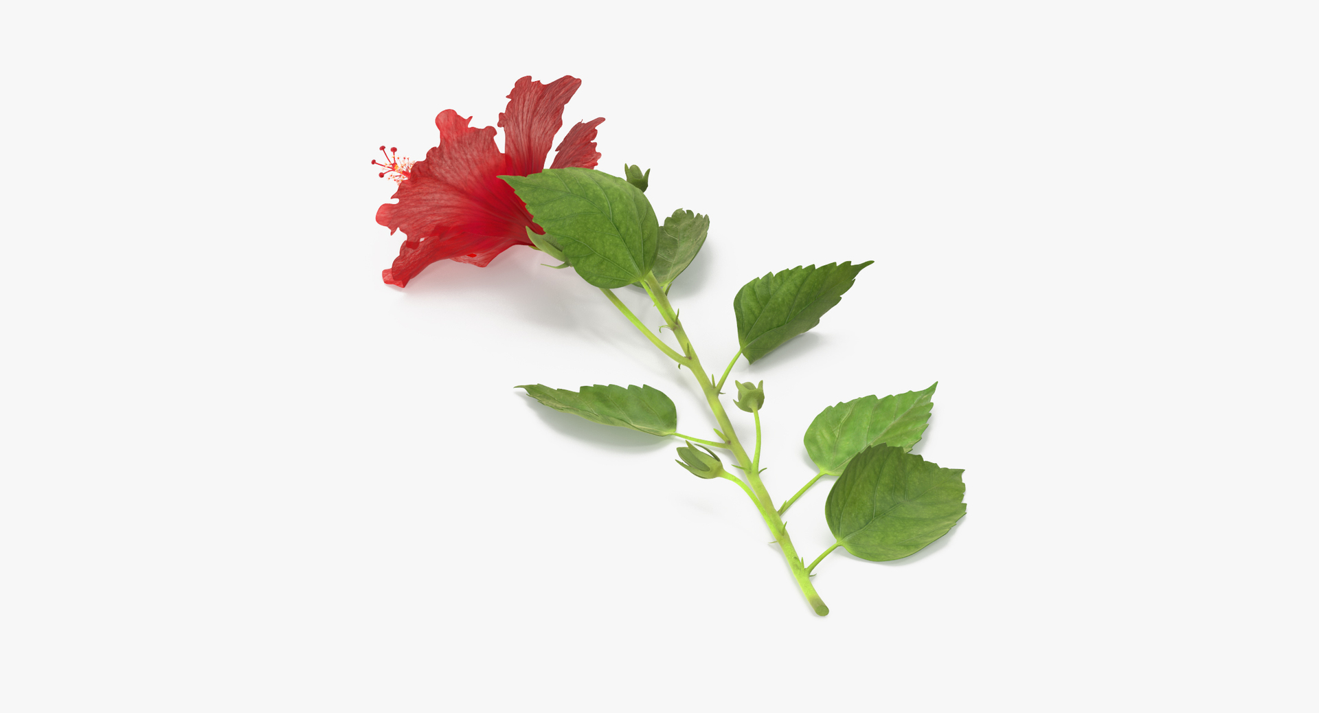 Hibiscus 3d Model