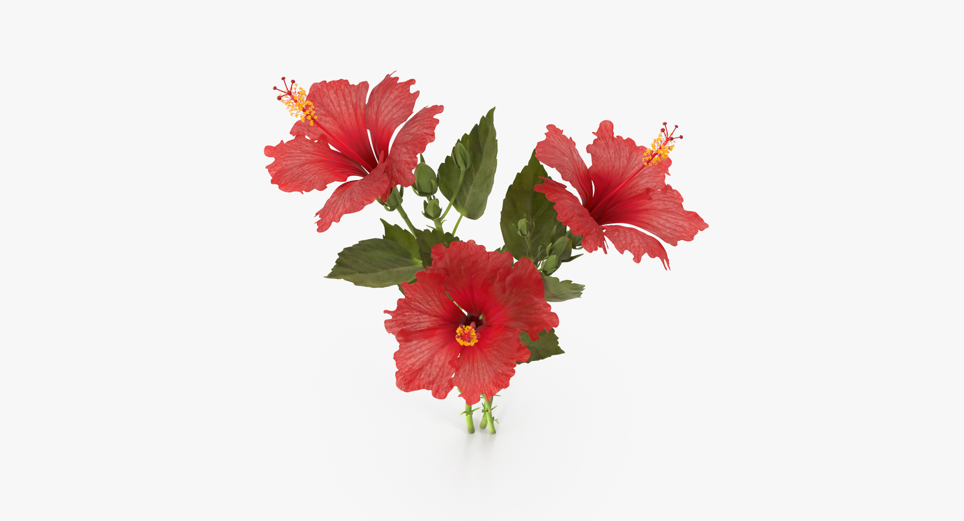 hibiscus 3d model
