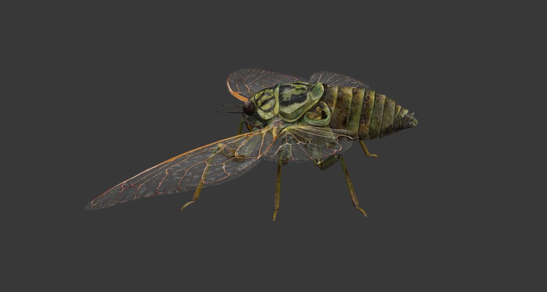 Cicada Games 3D Model - TurboSquid 1280368
