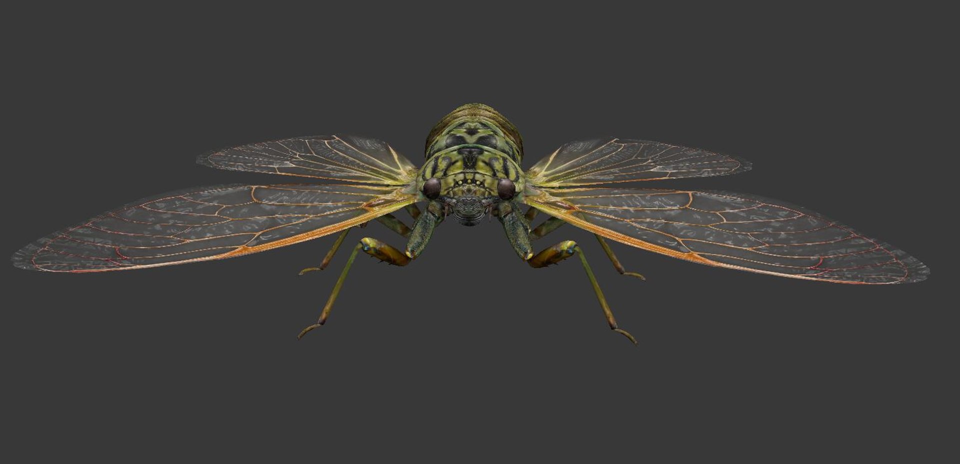 Cicada Games 3D Model - TurboSquid 1280368