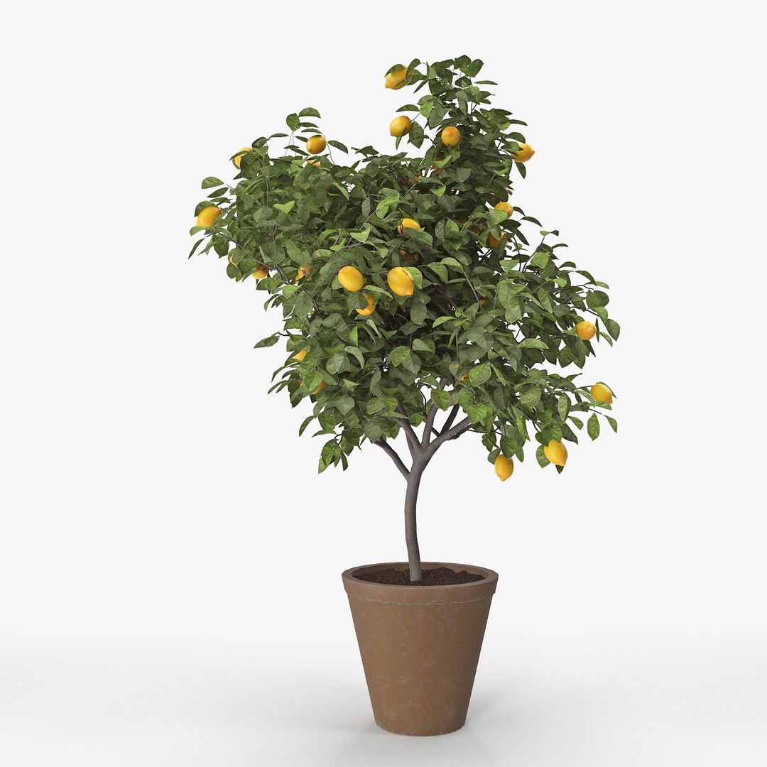 Lemon Trees Pack Model - TurboSquid 1373061