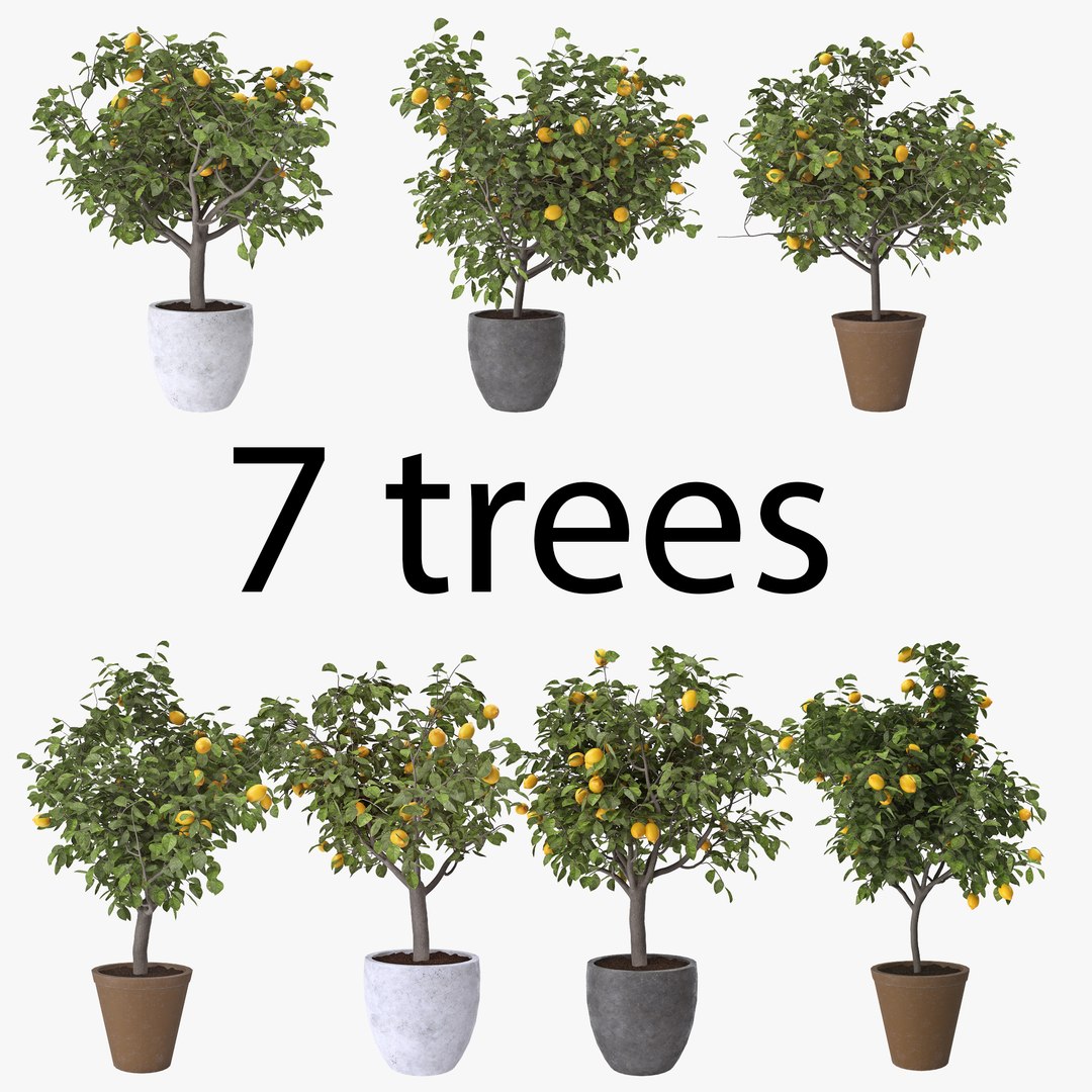 Lemon Trees Pack Model - TurboSquid 1373061