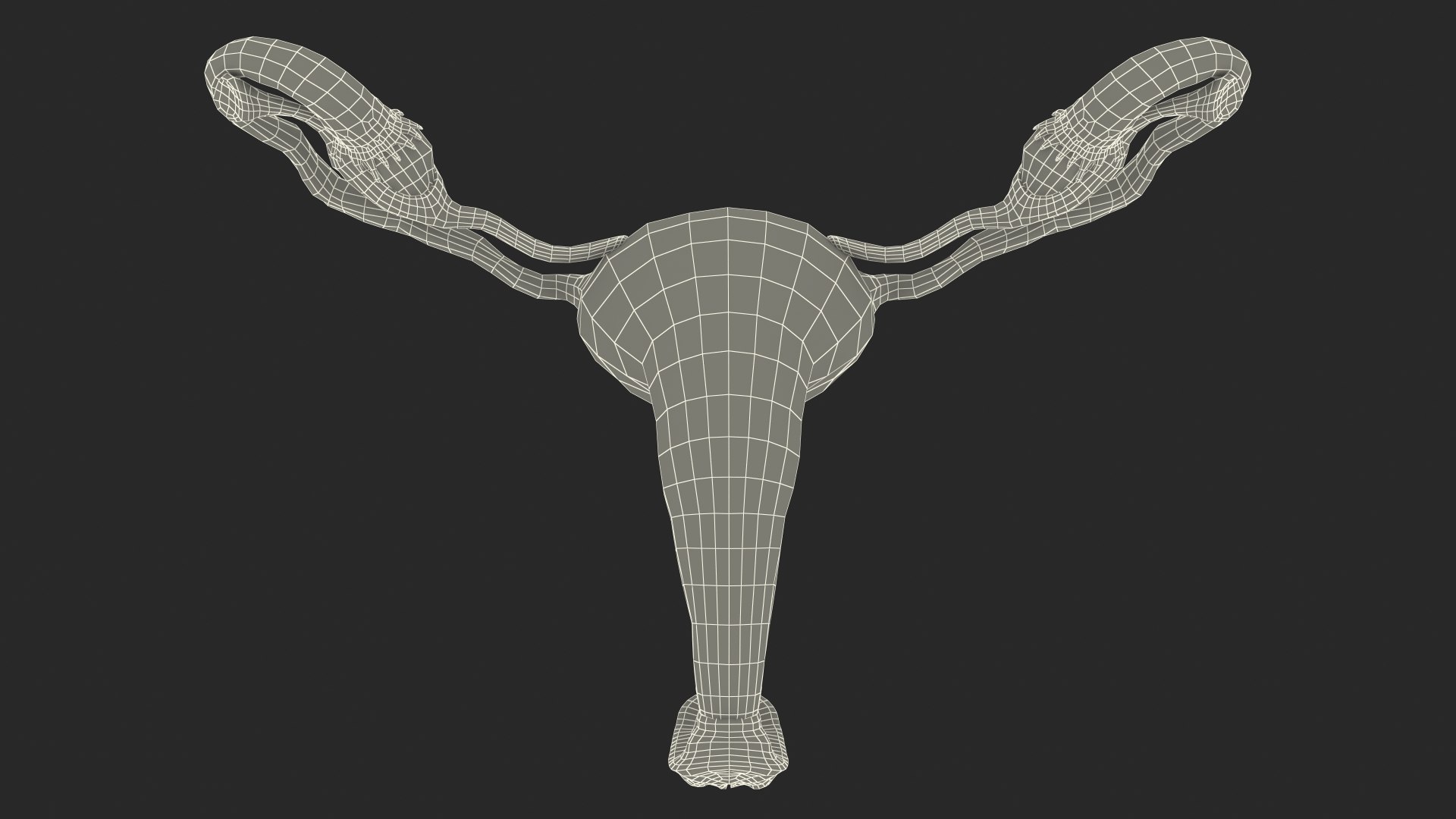 Uterus Anatomy model - TurboSquid 1832630