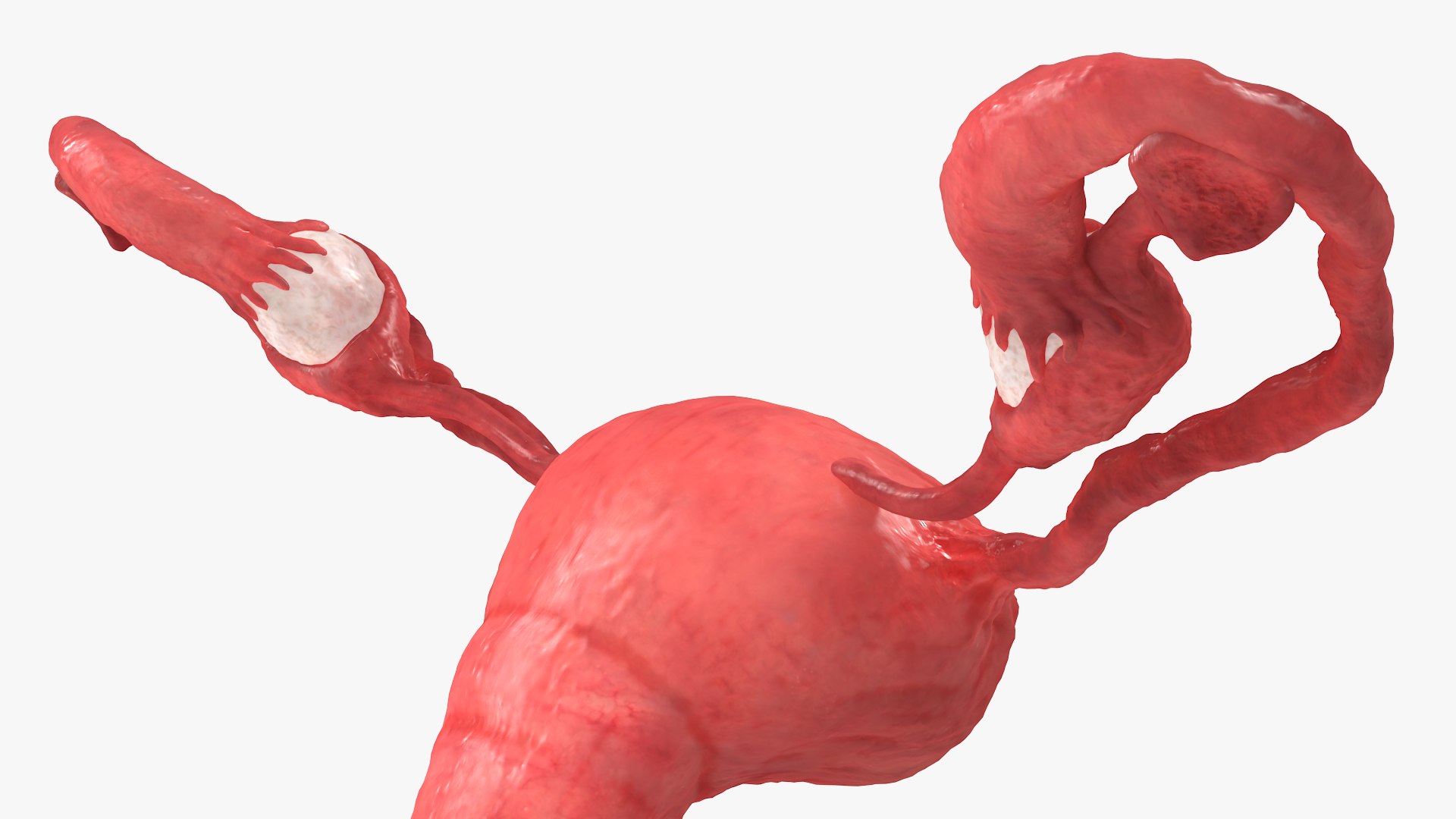 Uterus Anatomy Model - TurboSquid 1832630