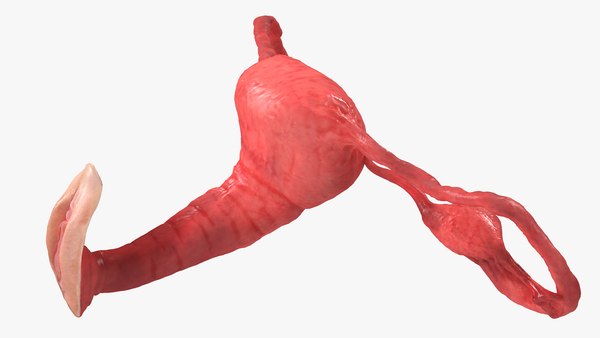 modelo 3d Anatomía del útero - TurboSquid 1832630