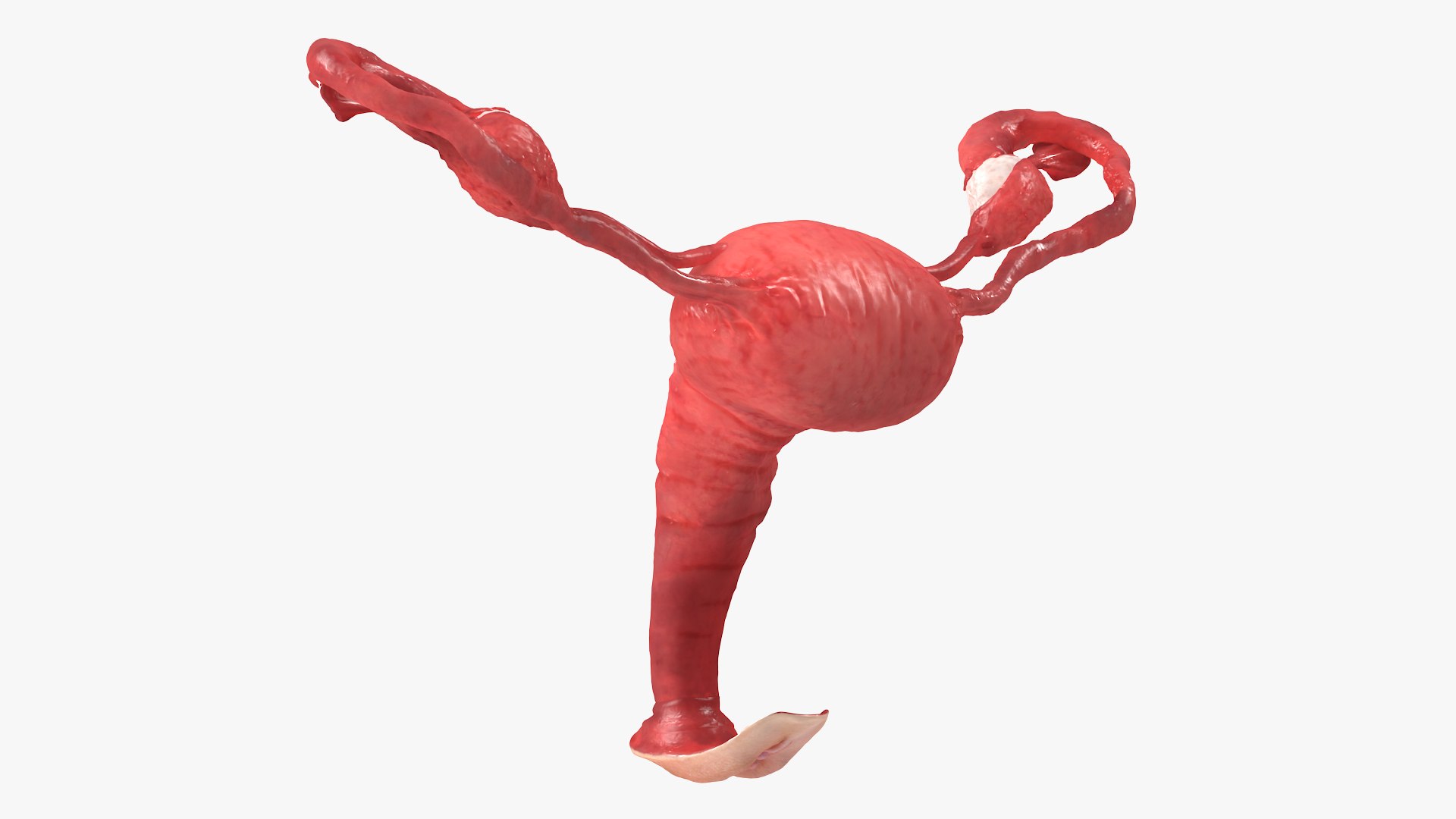 Uterus Anatomy Model - TurboSquid 1832630