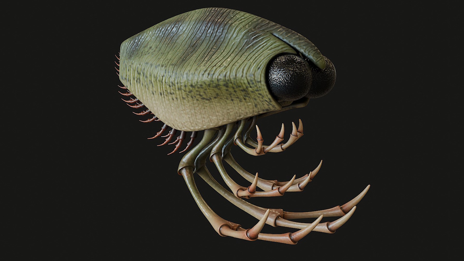 Thylacocephala 3D Model - TurboSquid 2300077