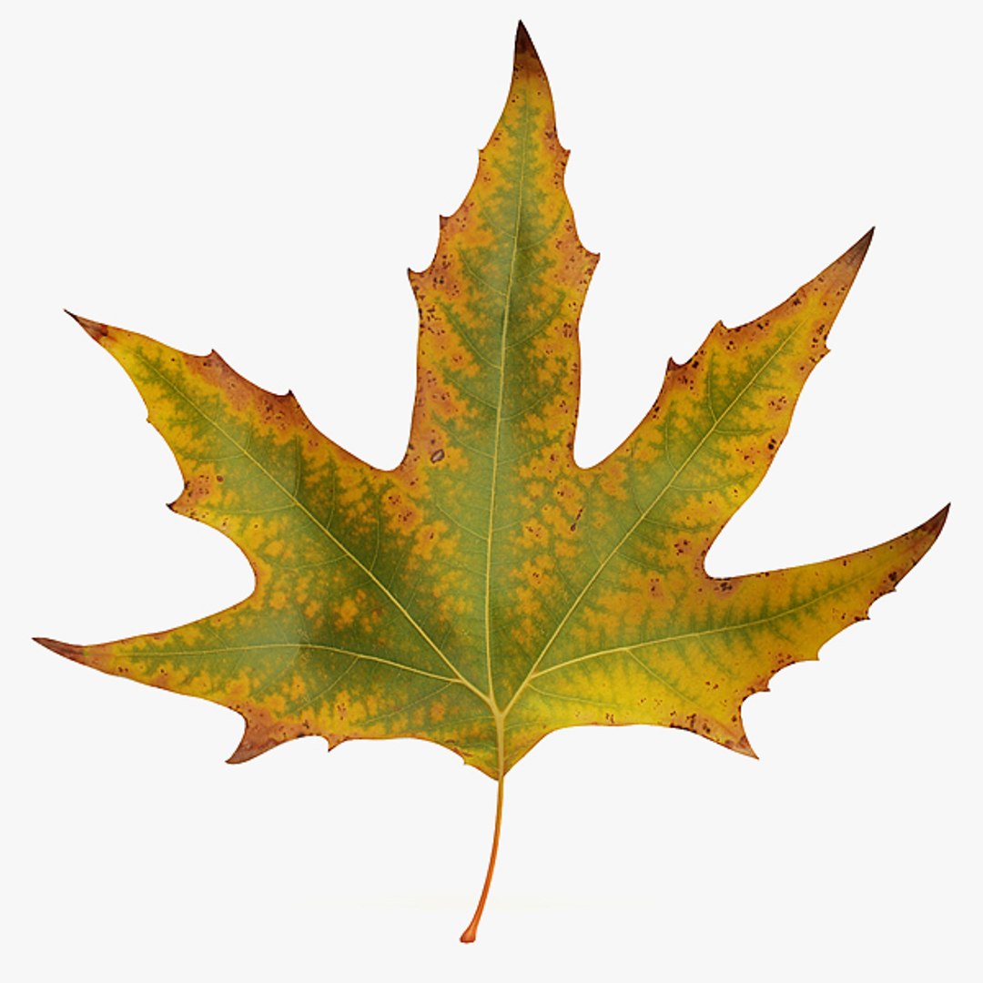 realistic autumn maple leaf 3d model