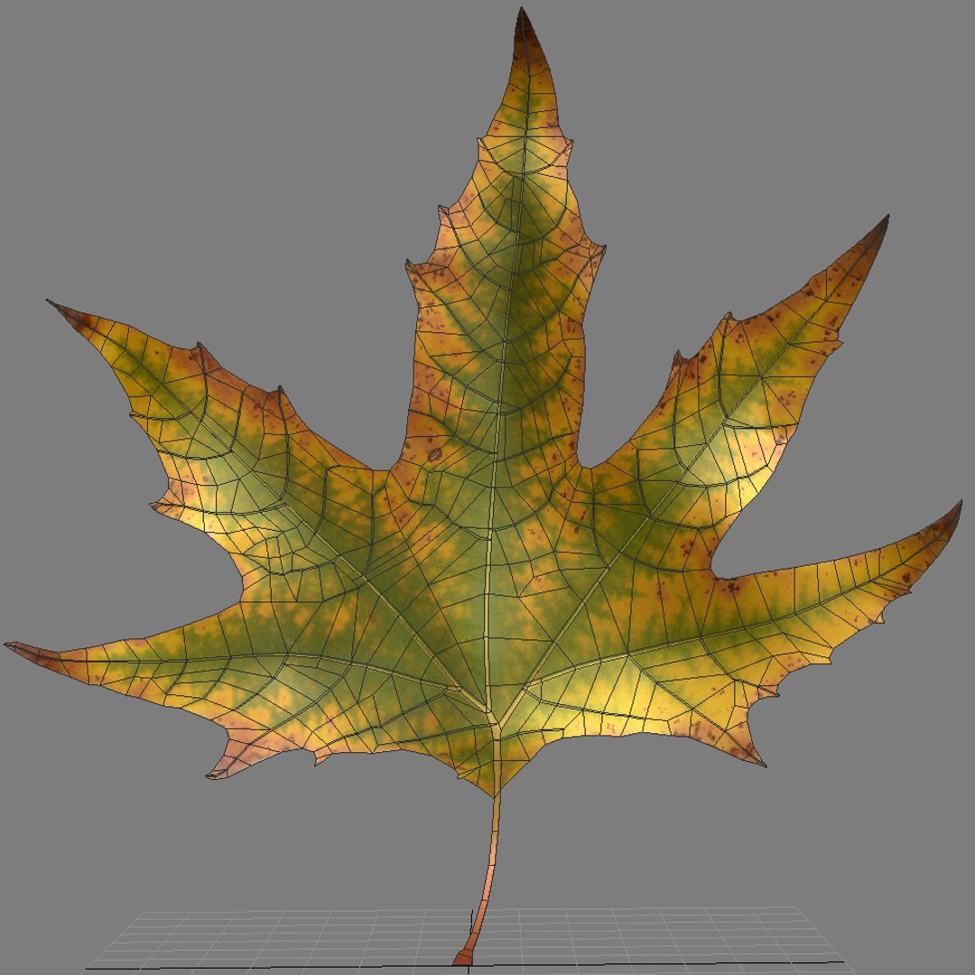 realistic autumn maple leaf 3d model
