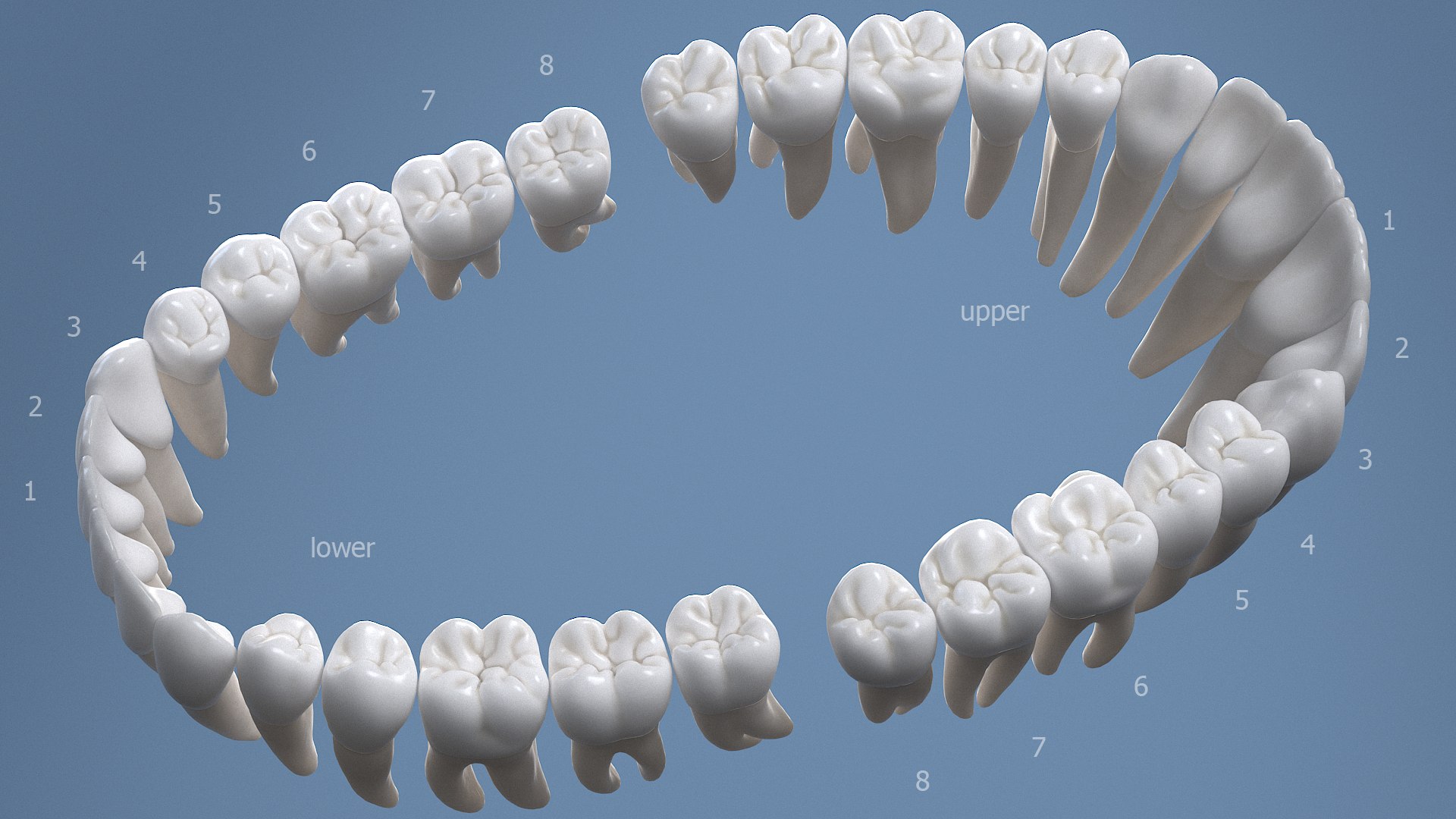3D Human Mouth - TurboSquid 2323885
