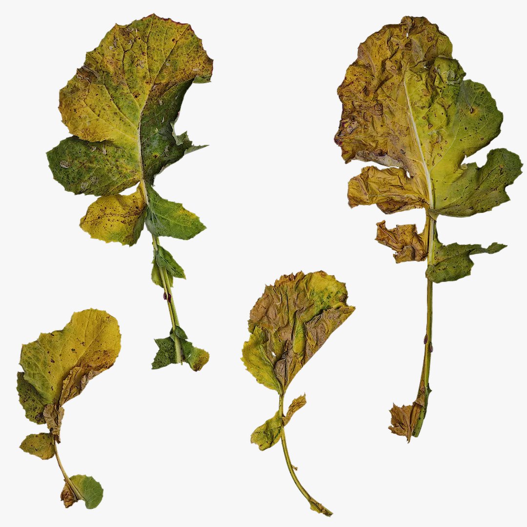 Anydrafts Brassica Napus Leaf 04 Textures 3D Model - TurboSquid 2349764
