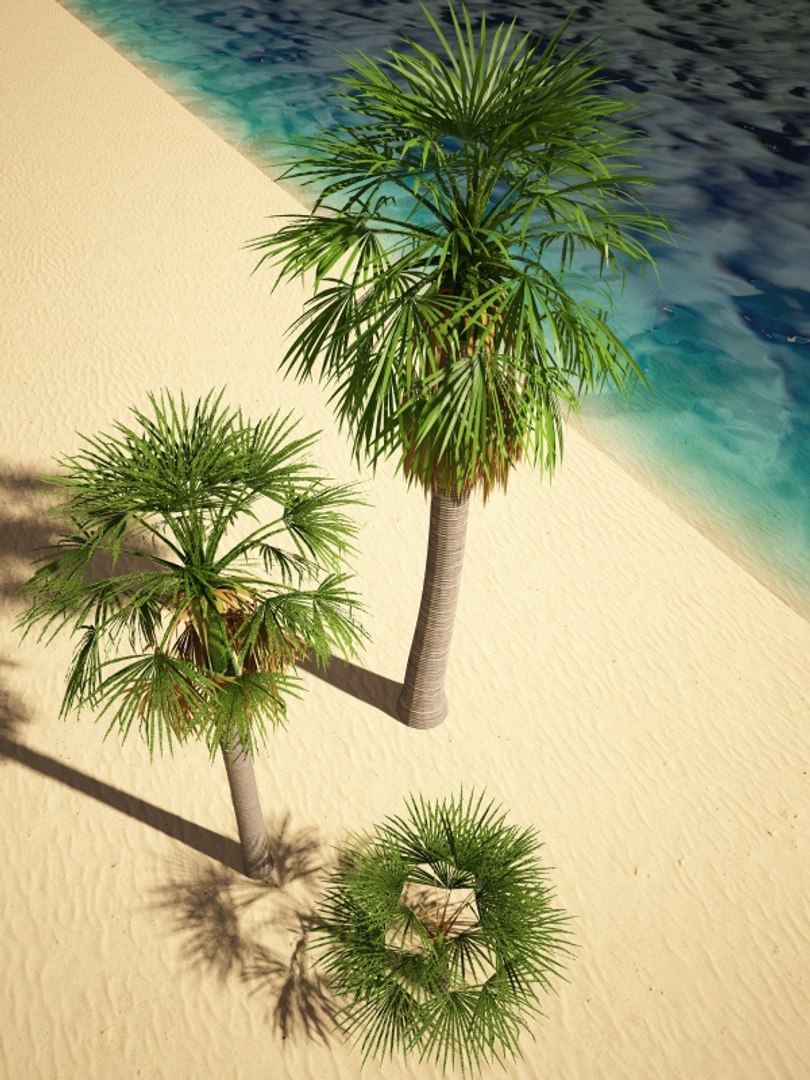 3d Model Washingtonia Palm