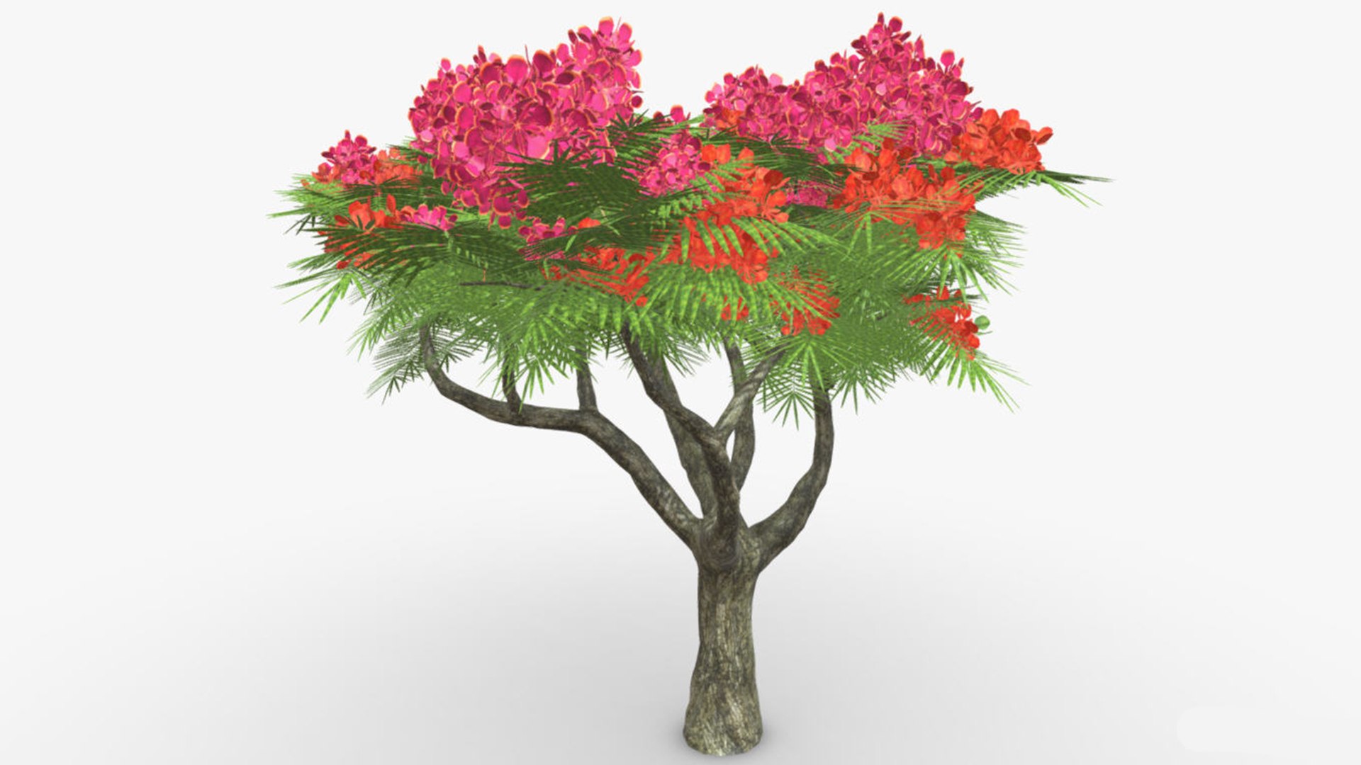 3D Delonix Regia - TurboSquid 2229324