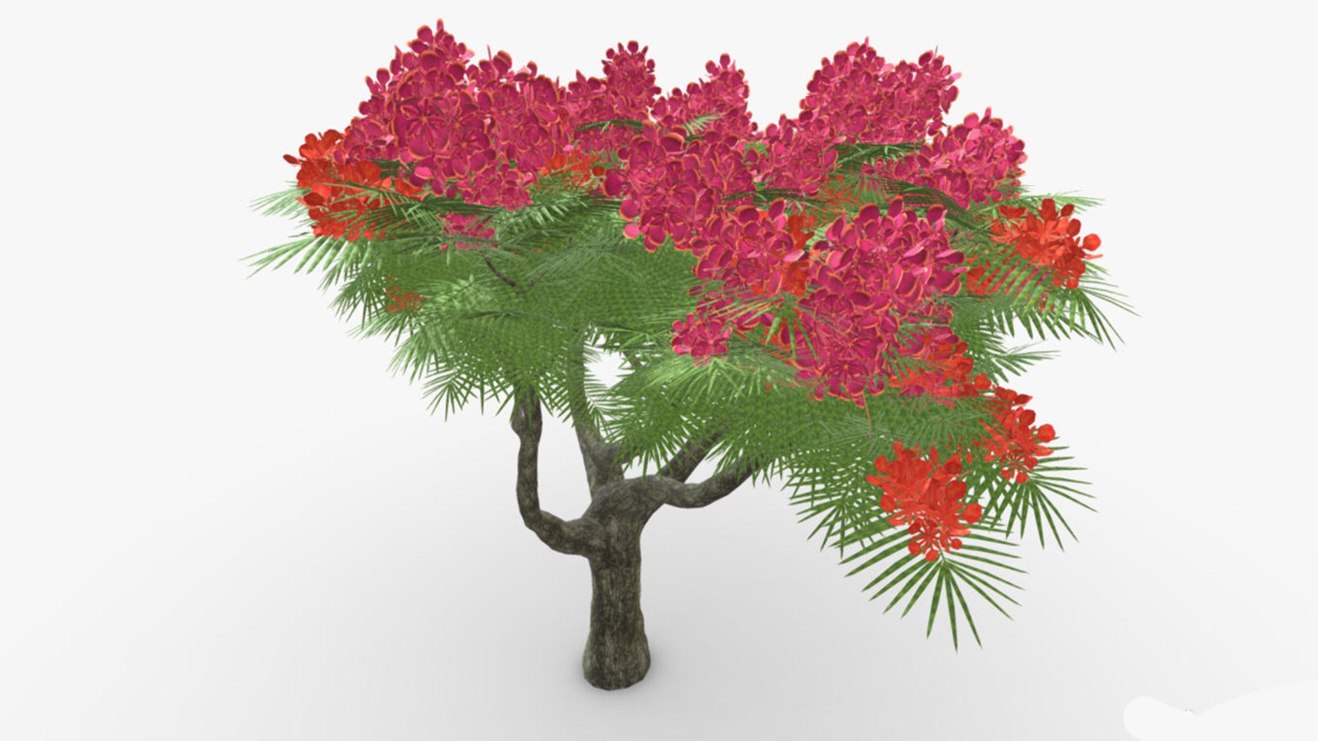 3D Delonix Regia - TurboSquid 2229324