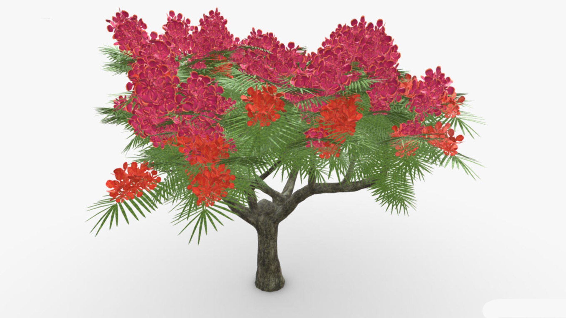3D Delonix Regia - TurboSquid 2229324