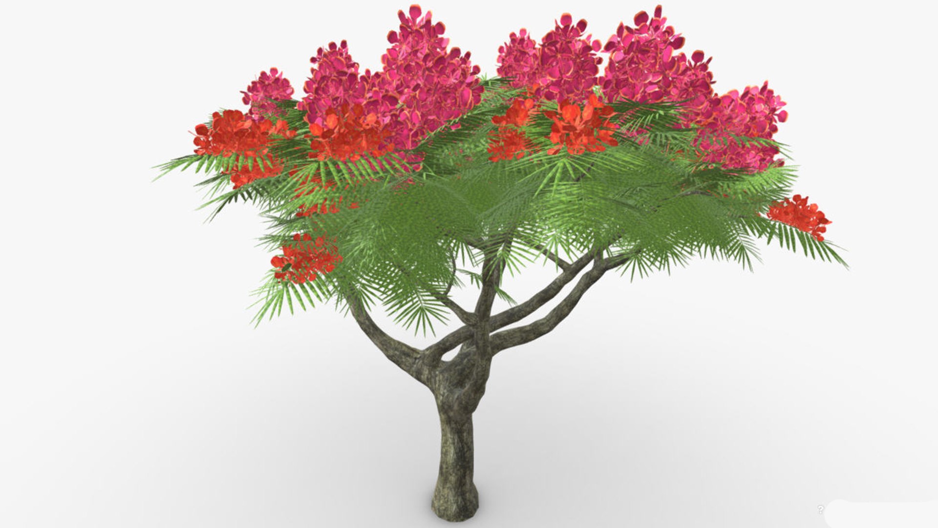 3D Delonix Regia - TurboSquid 2229324