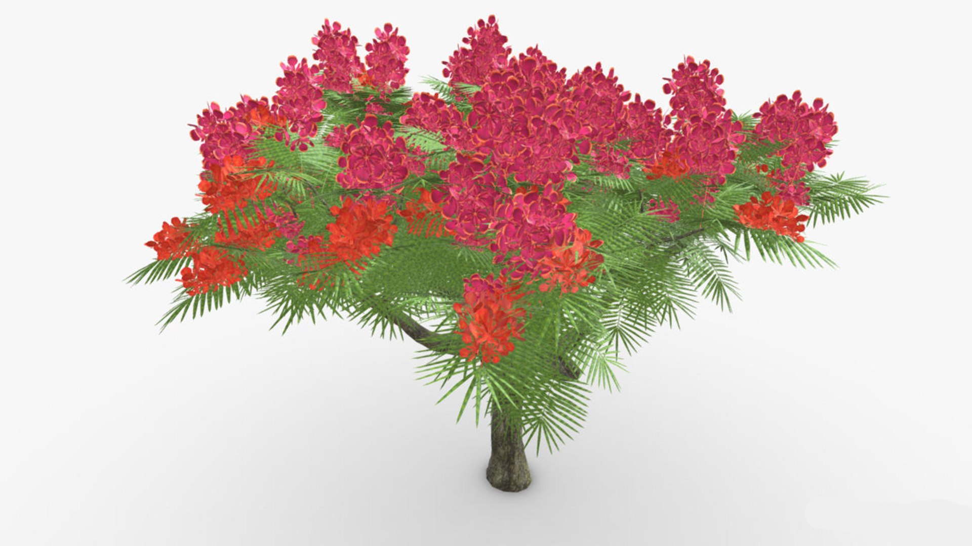 3D Delonix Regia - TurboSquid 2229324