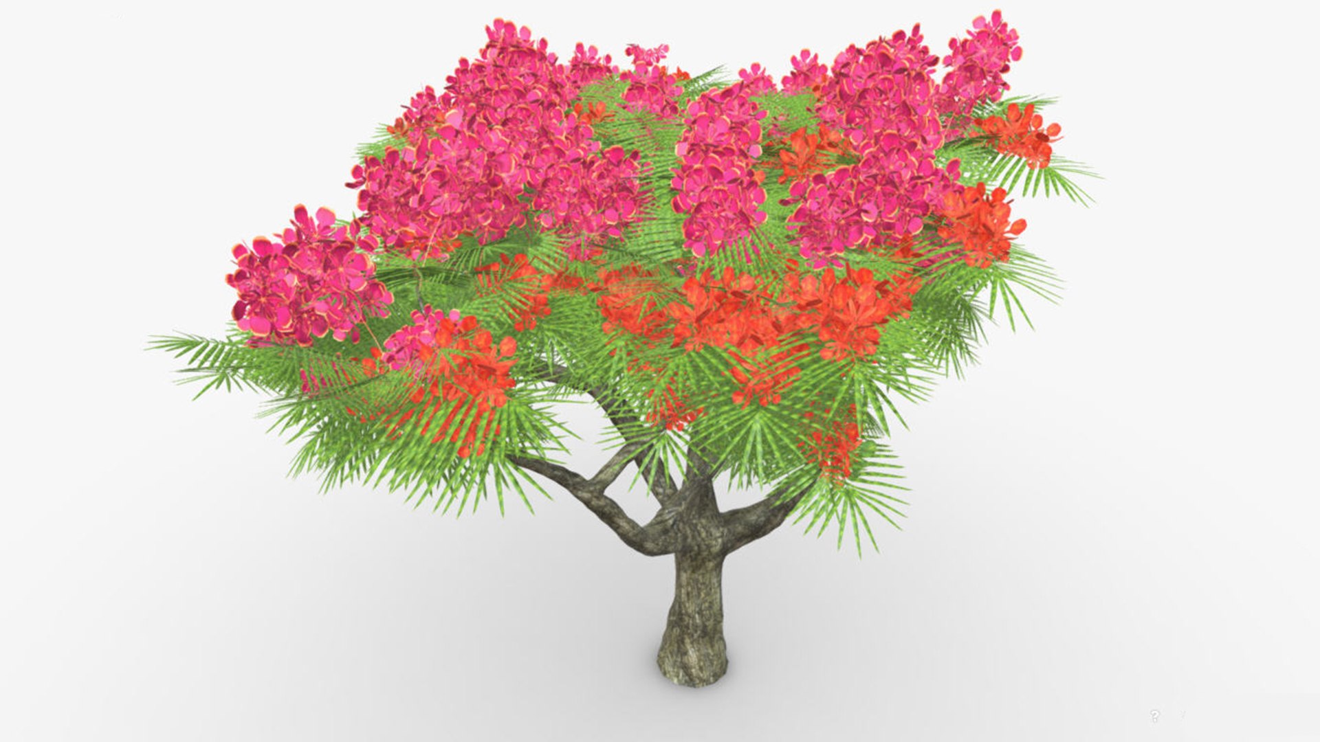 3D Delonix Regia - TurboSquid 2229324