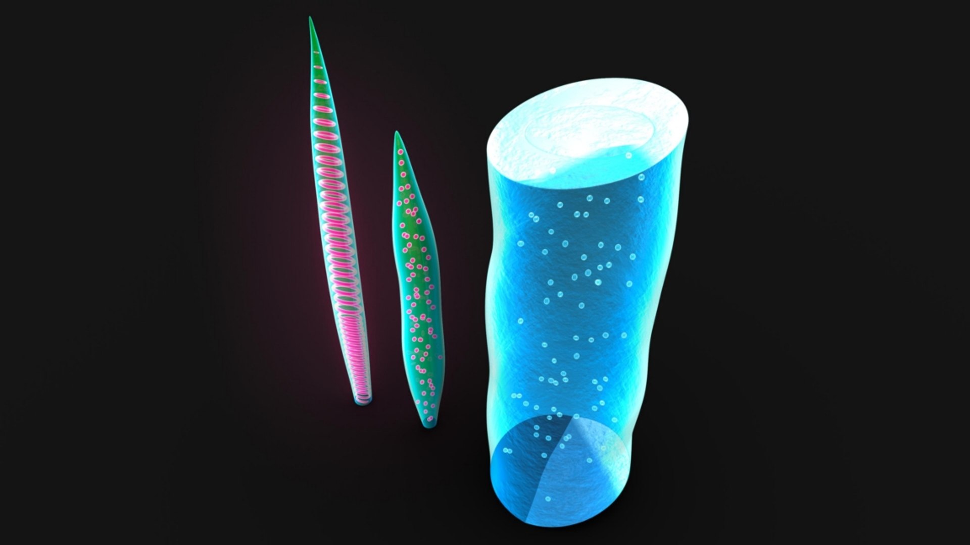 Xylem 3D Model - TurboSquid 1263020