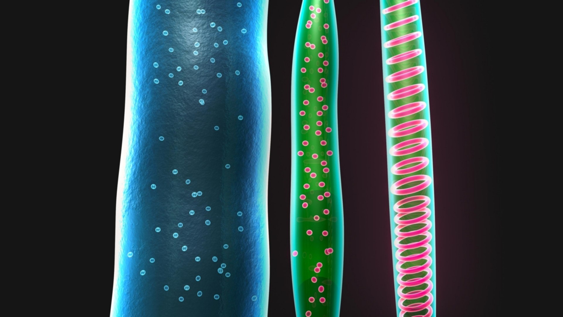 Xylem 3D Model - TurboSquid 1263020
