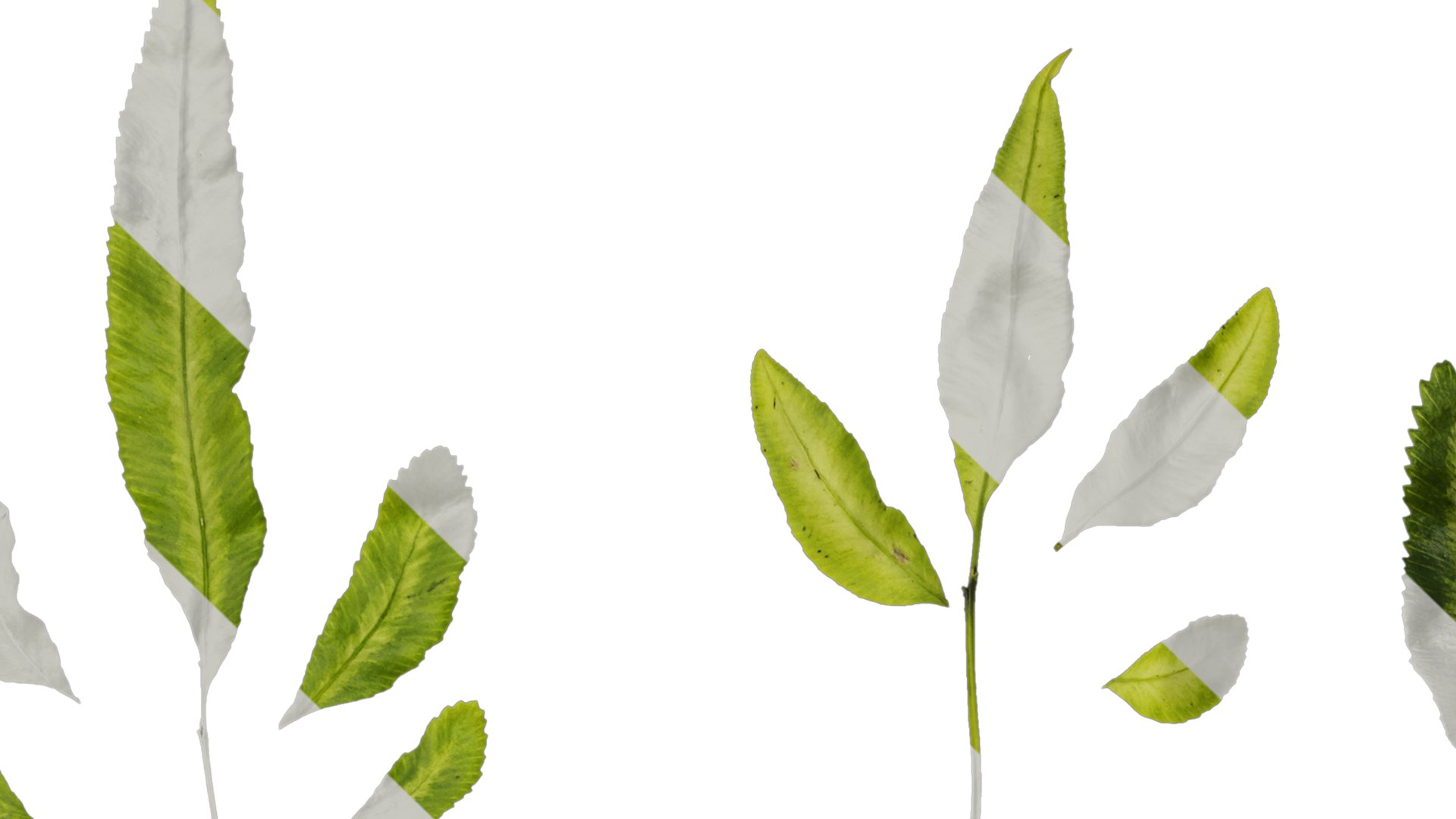 3D Model Anydrafts Pteris Cretica Albo Fern Leaf 04 Textures ...