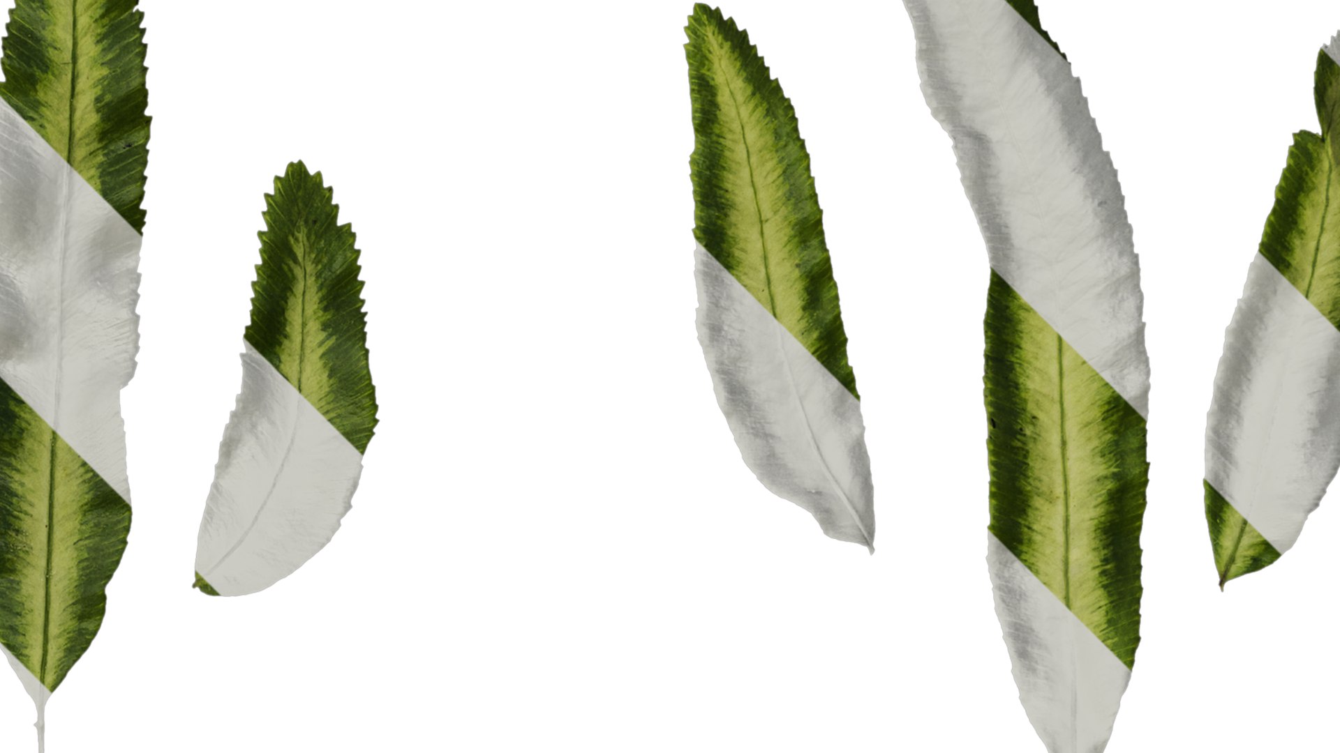 3D Model Anydrafts Pteris Cretica Albo Fern Leaf 04 Textures ...