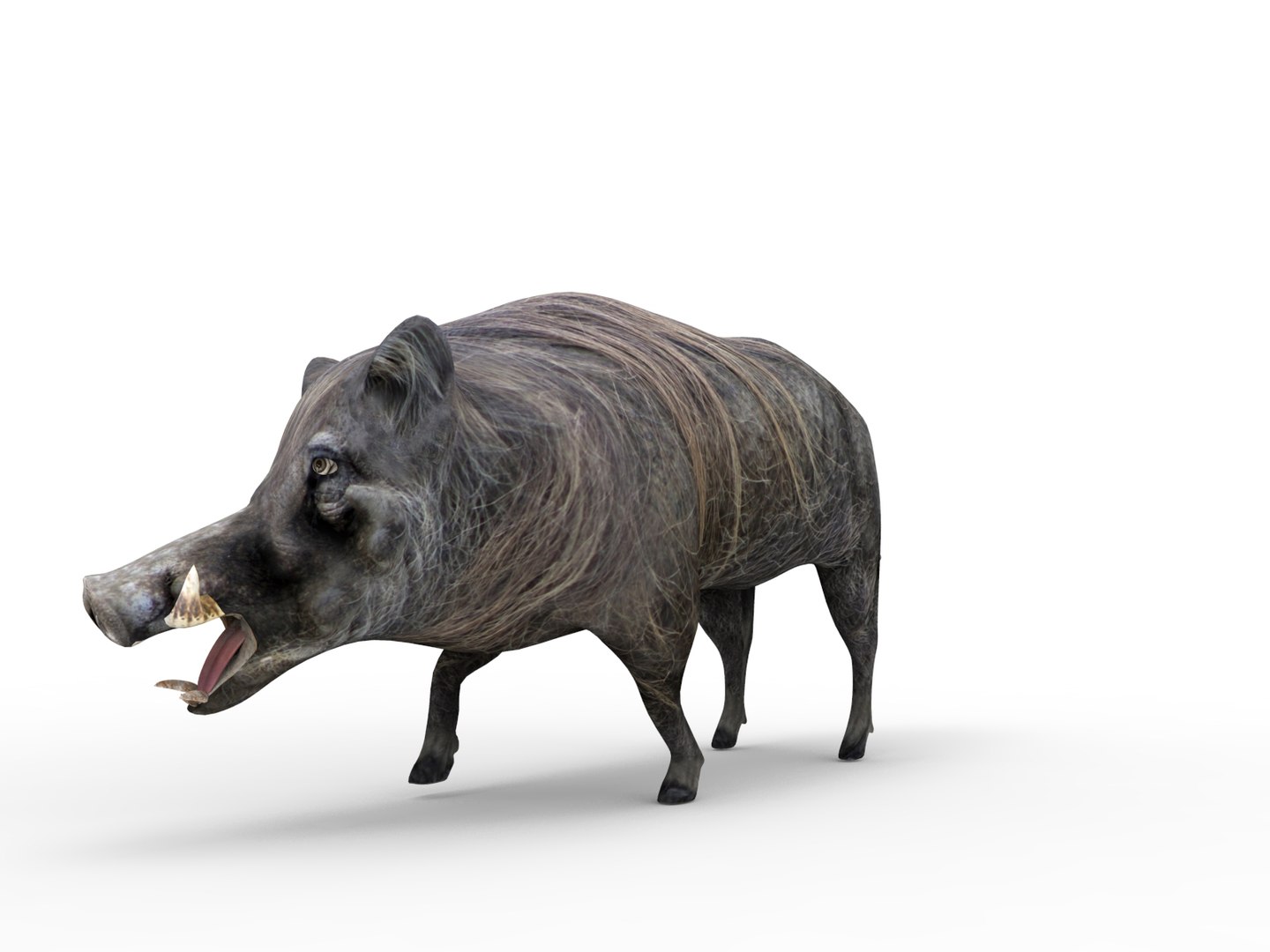 3D Wild Boar Rigged Animation Model - TurboSquid 1253289
